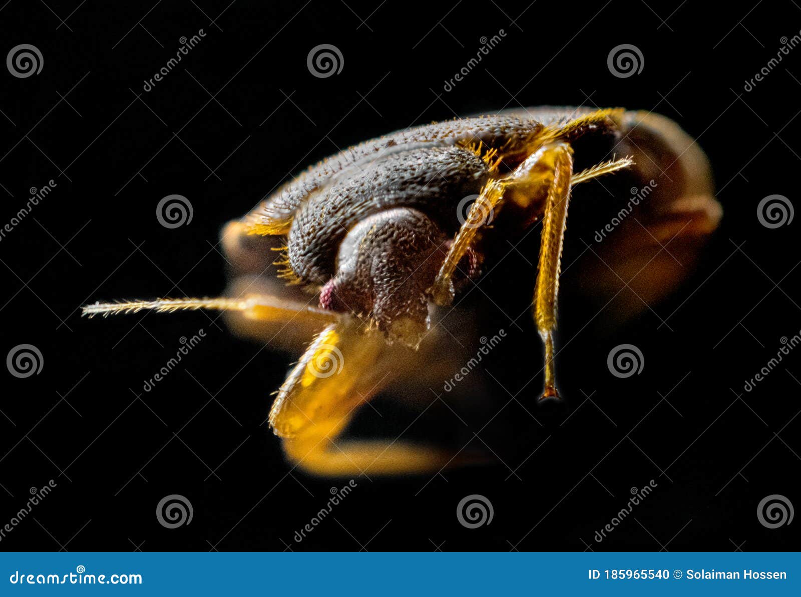 Close up photo of Bed Bug stock photo. Image of background - 185965540