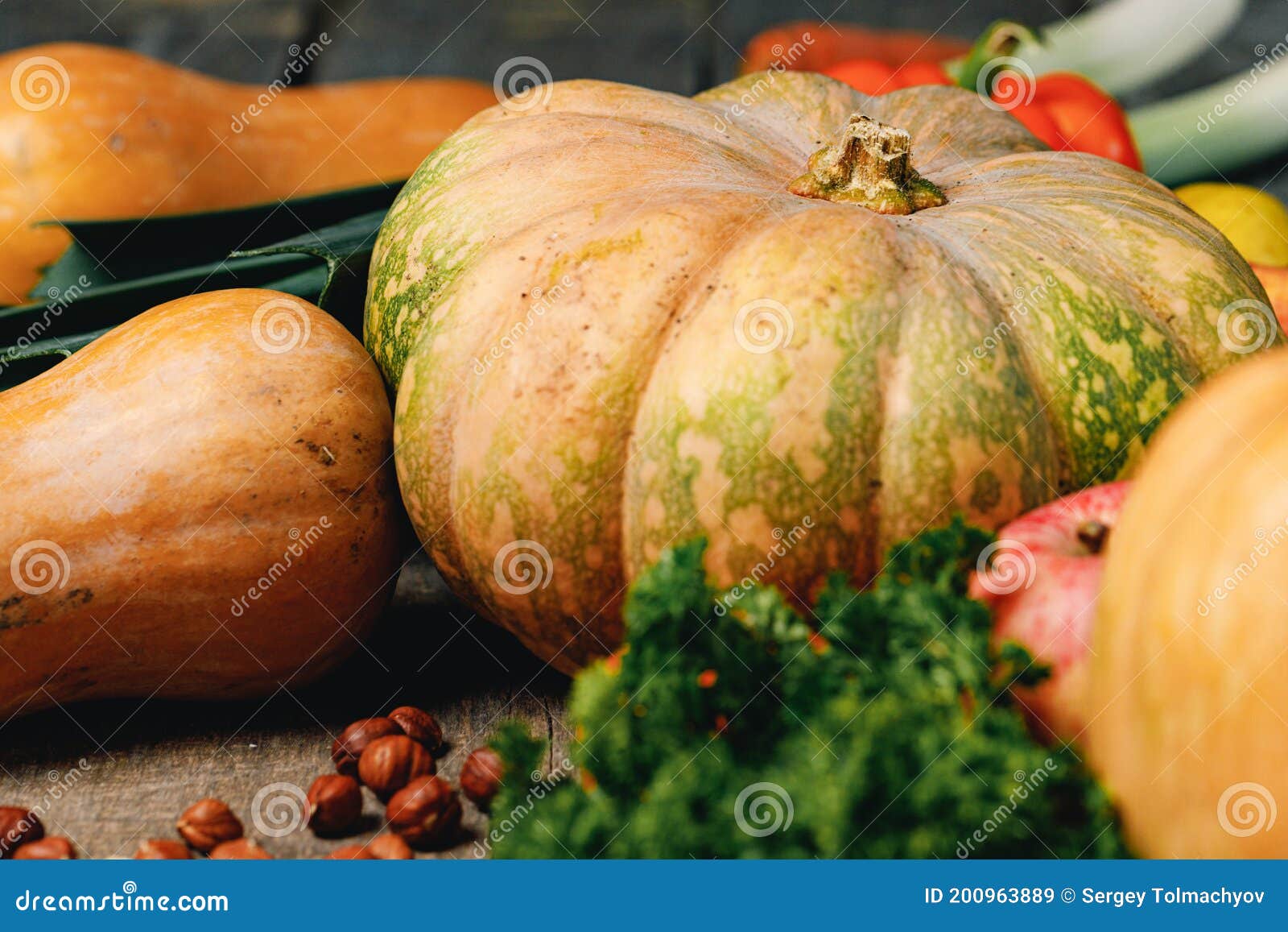 Close Up of Big Pumpkin with Tail Stock Image - Image of plant, clean ...