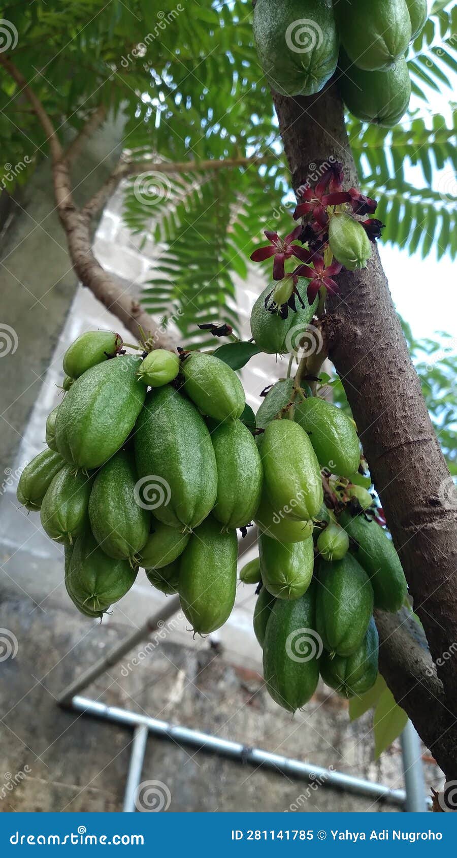 Close Up Photo of Bilimbi Growing on a Tree Stock Image - Image of ...