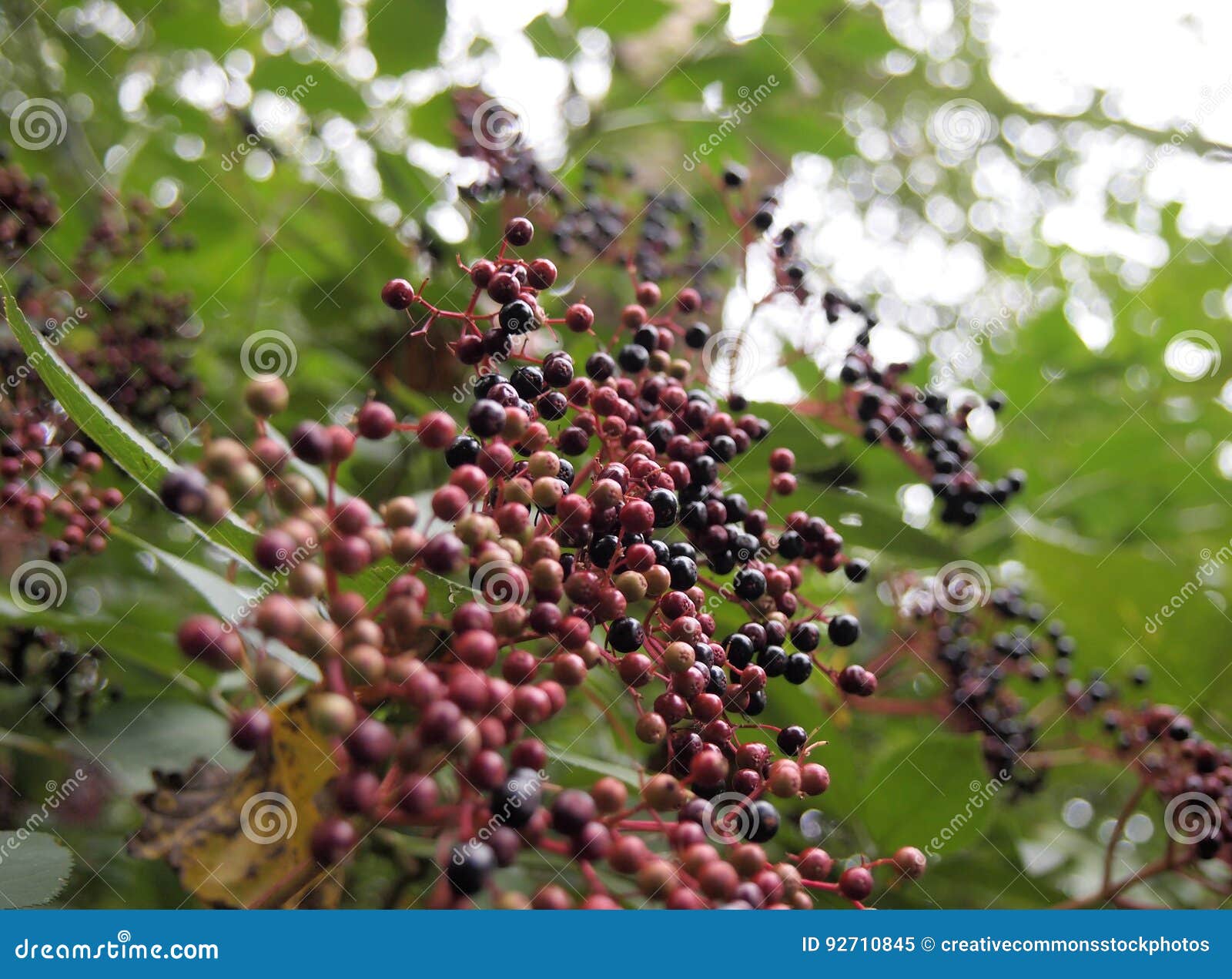 Close Up Photo Of Black And Red Round Small Fruit During Daytime ...