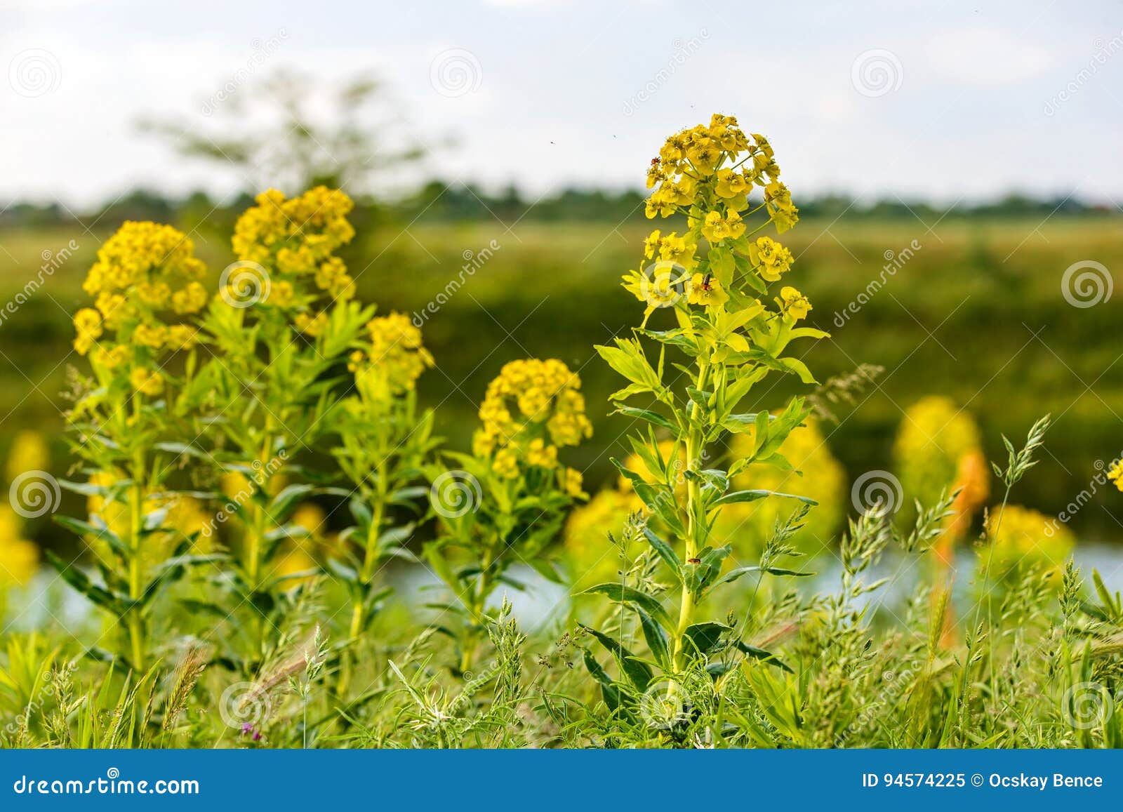 Close Up Photo of Blooming Canola Stock Image - Image of blooming ...