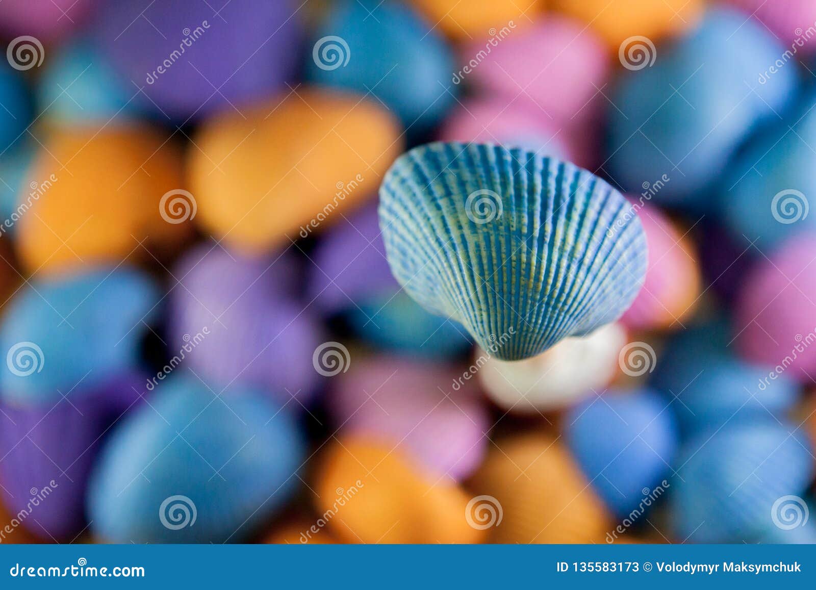 Close Up Photo of Blue Shell on the Background of Colored Shells Stock ...