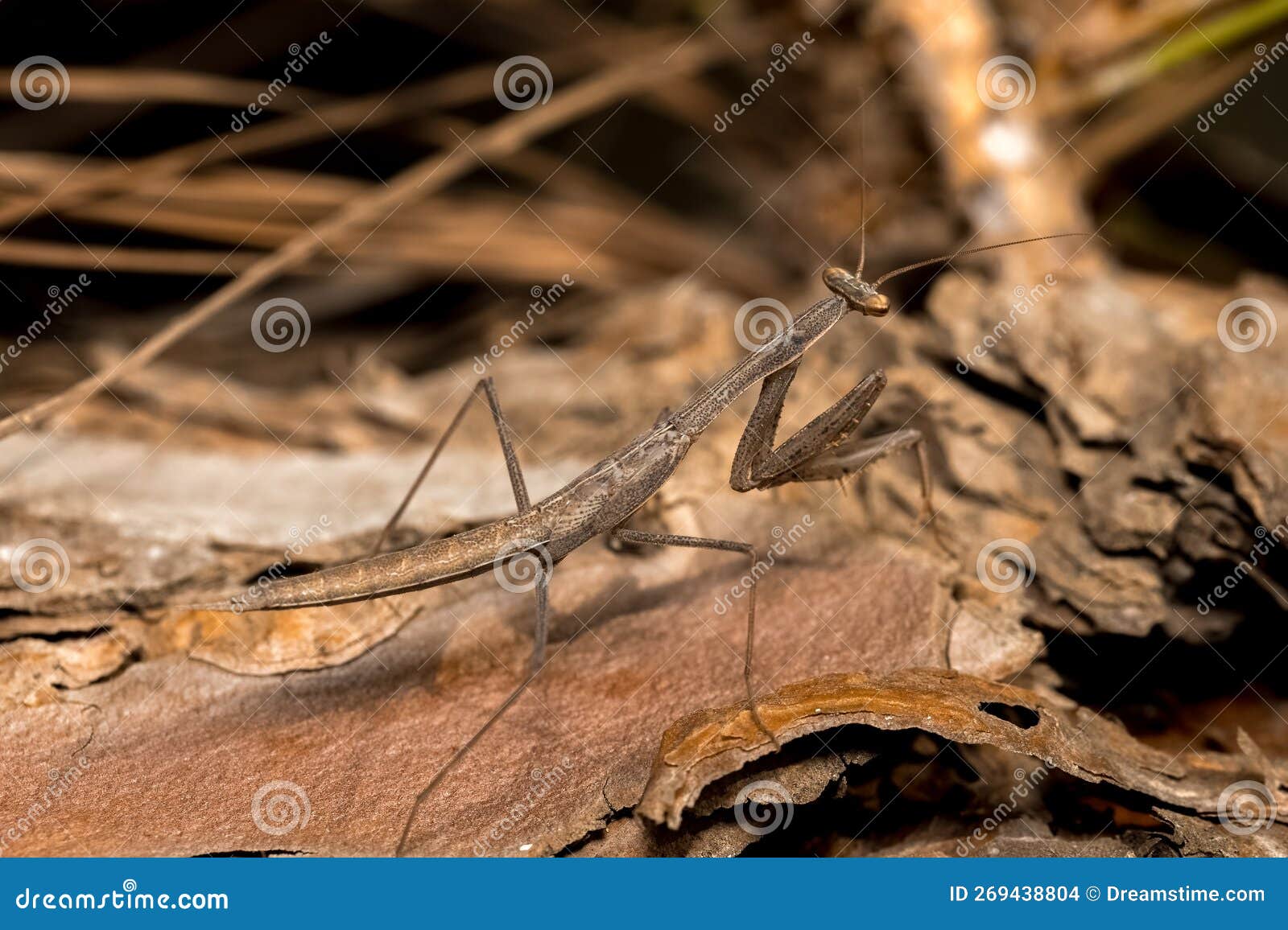 A Close-up Photo of a Brown Mantis Stock Photo - Image of closeup ...