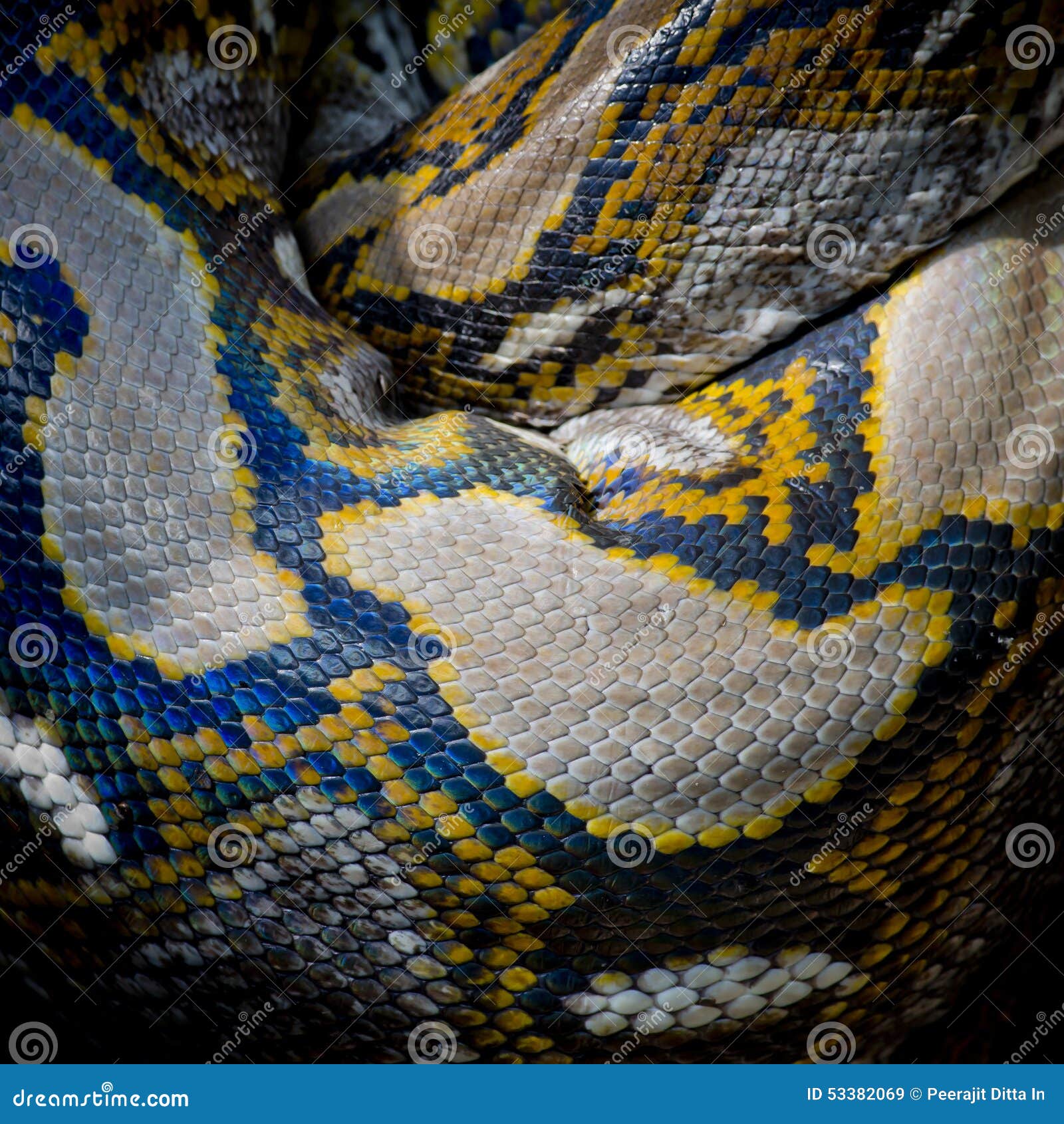 Close-up Photo Of Burmese Python (Python Molurus Bivittatus) Iso Stock ...