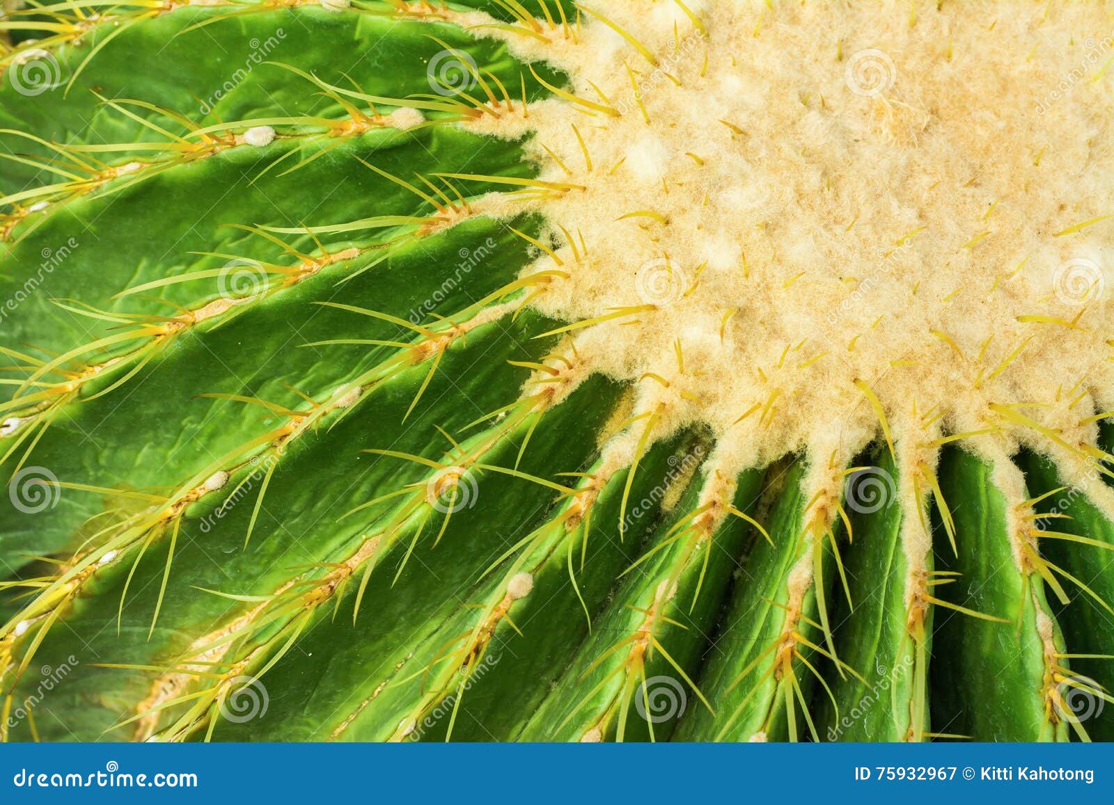 Close Up Photo of Cactus Needles Stock Image - Image of garden, cactus ...