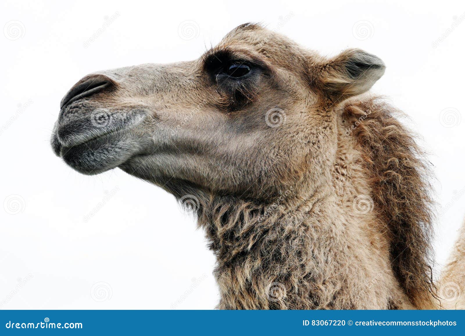 Close Up Photo Of Camel Picture. Image: 83067220