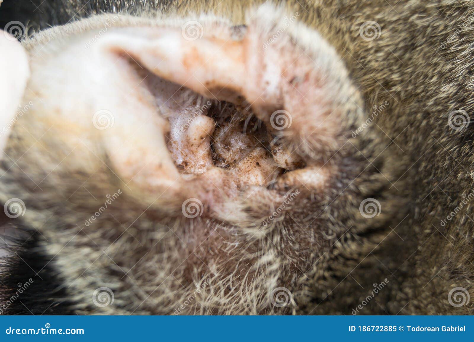 Close-up Photo of a Cat Ear with External Otitis Stock Image - Image of ...