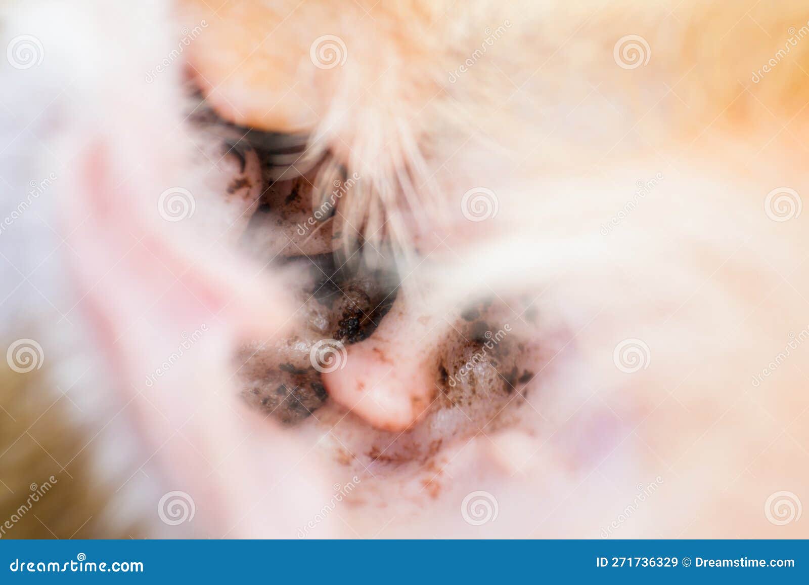 Close-up Photo of a Cat with Otitis by Ear Mite Stock Image - Image of ...