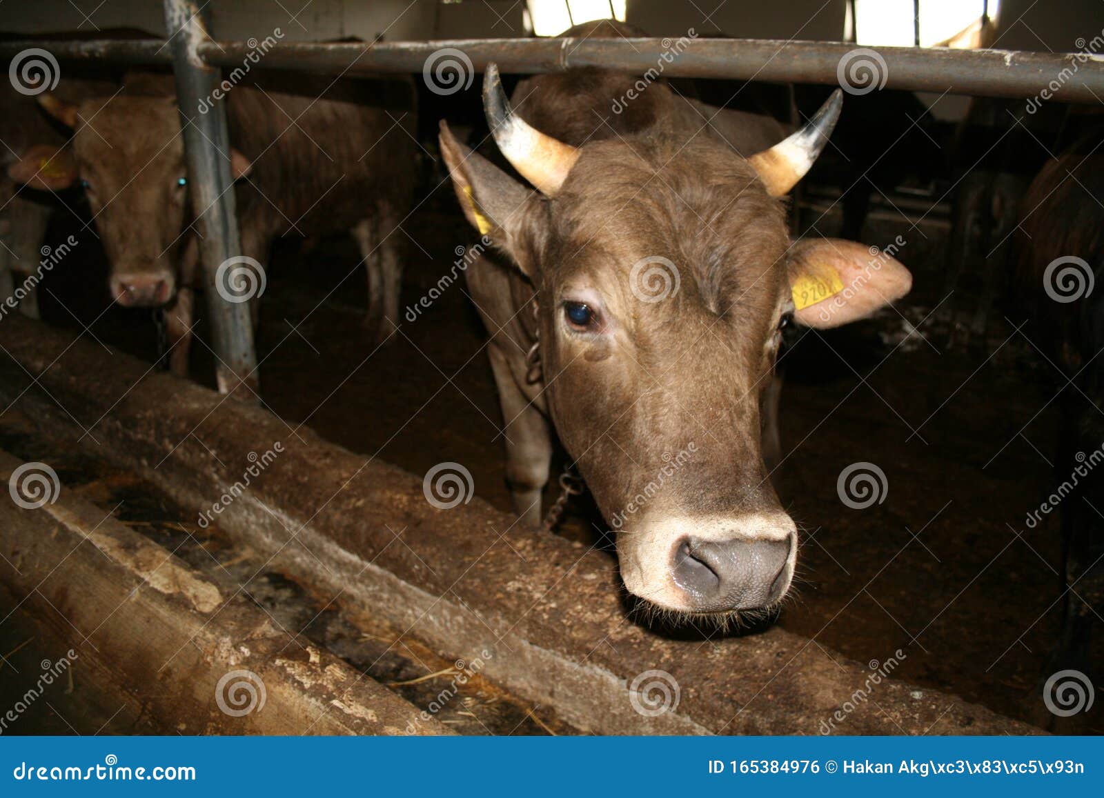 Close Up Photo of Cattle in Barn Stock Photo - Image of architecture ...