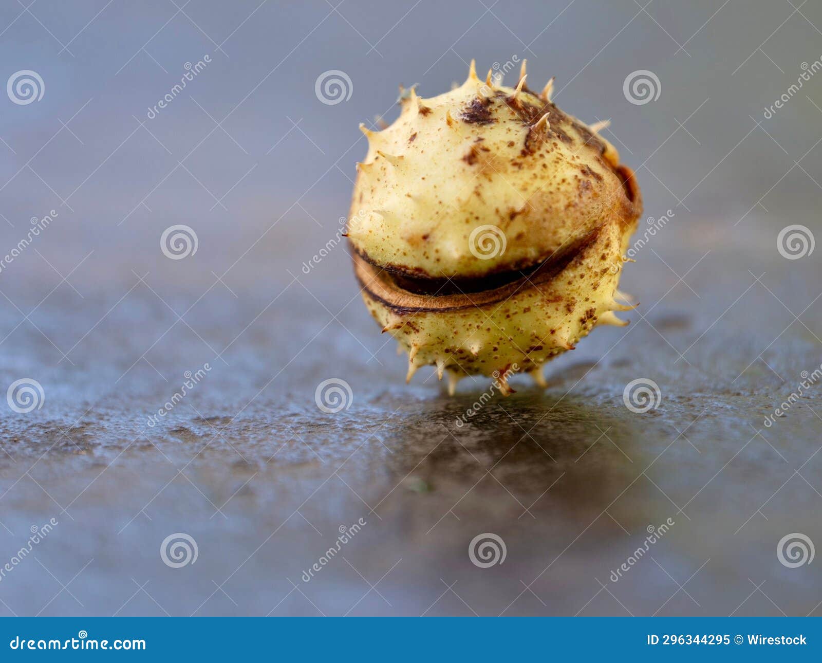 Close-up Photo of a Chestnut with Its Shell Intact Stock Image - Image ...