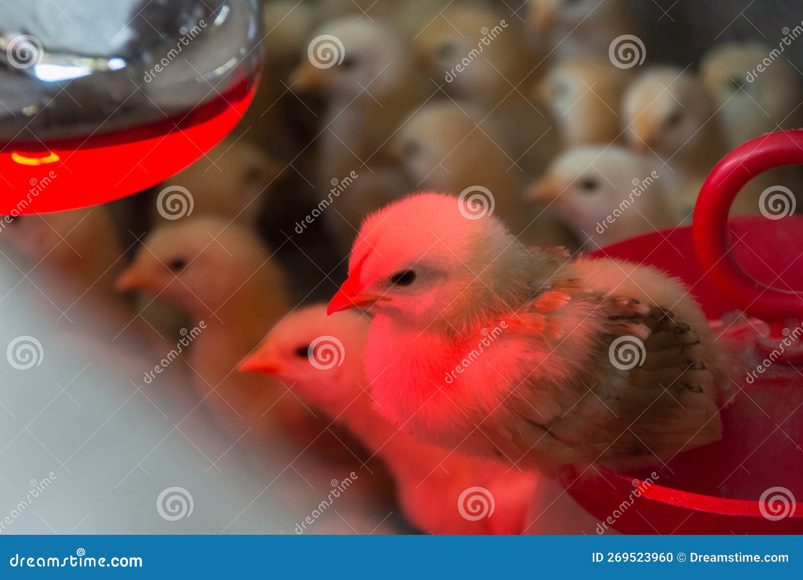 Close-up Photo of Chickens Heated with Infrared Light Stock Photo ...