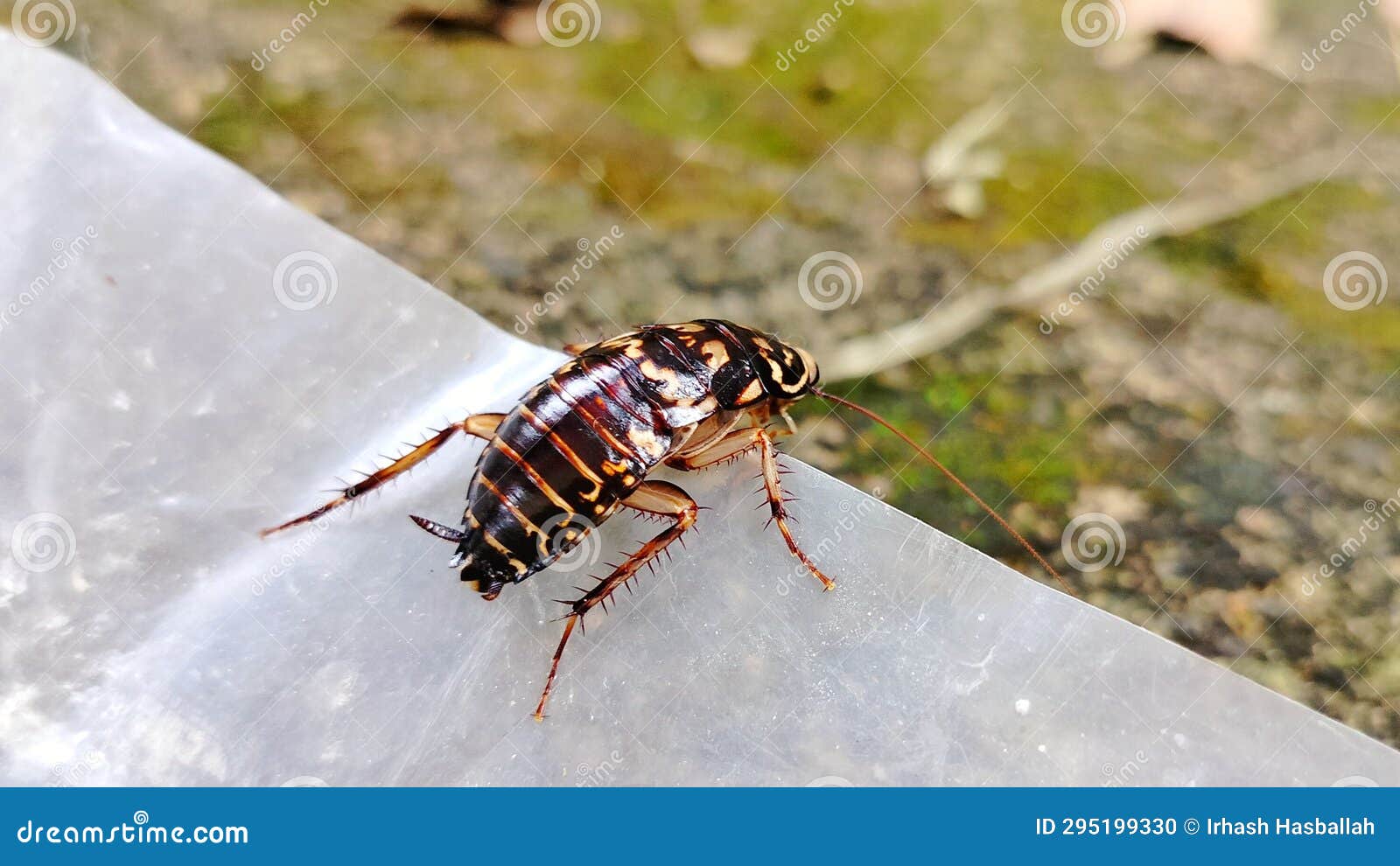 Close-up Photo of a Cockroach Still Alive Stock Photo - Image of still ...