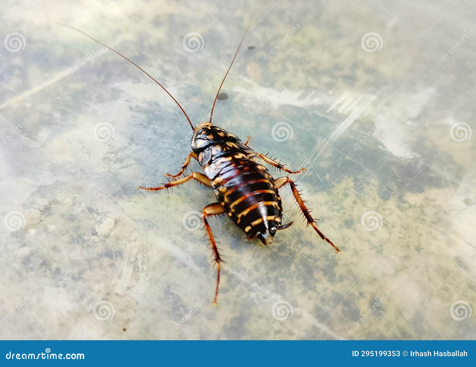 Close-up Photo of a Cockroach Still Alive Stock Image - Image of close ...