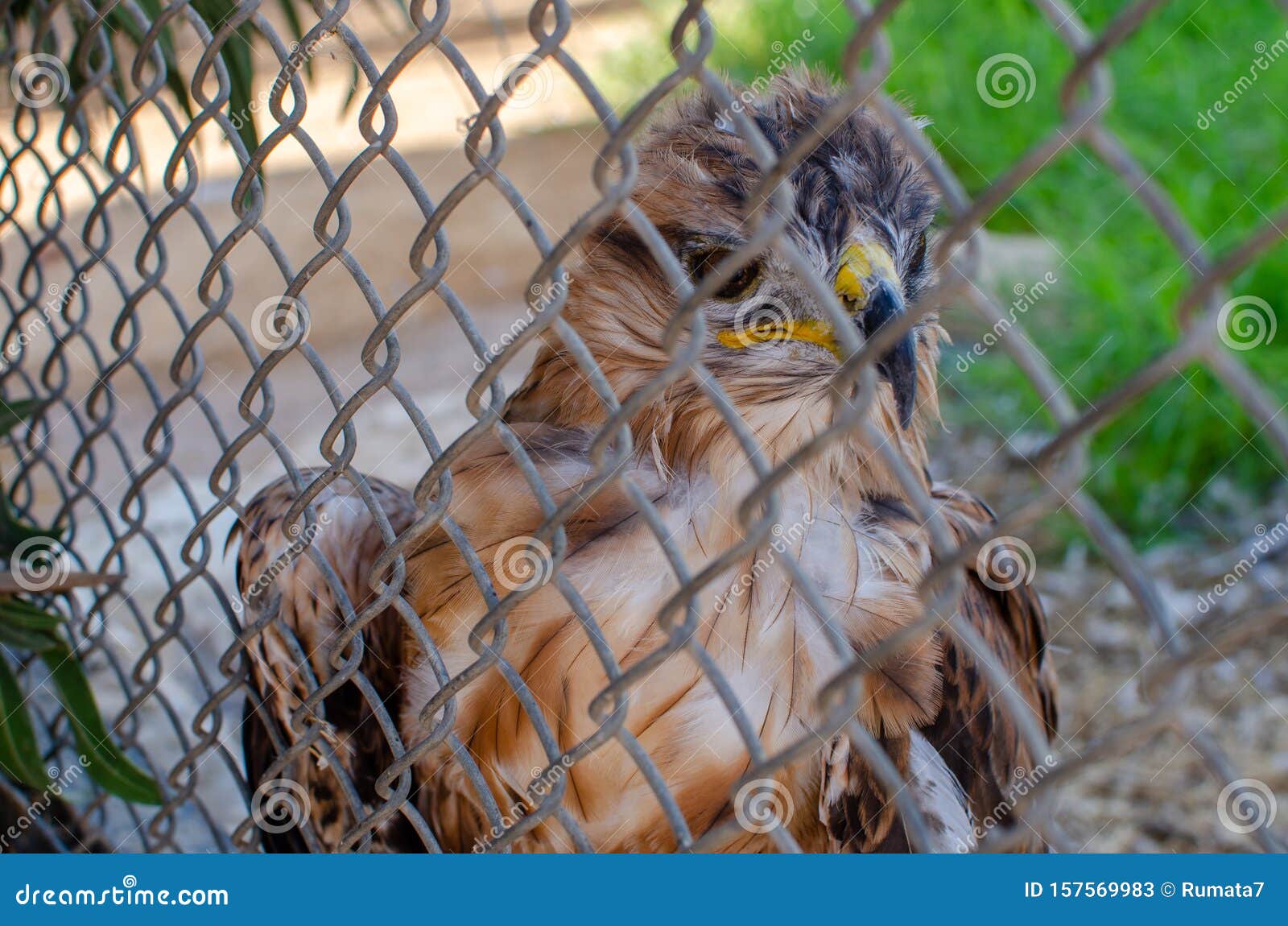 Close Up Photo of Common Buzzard Stock Image - Image of eyes, bird ...