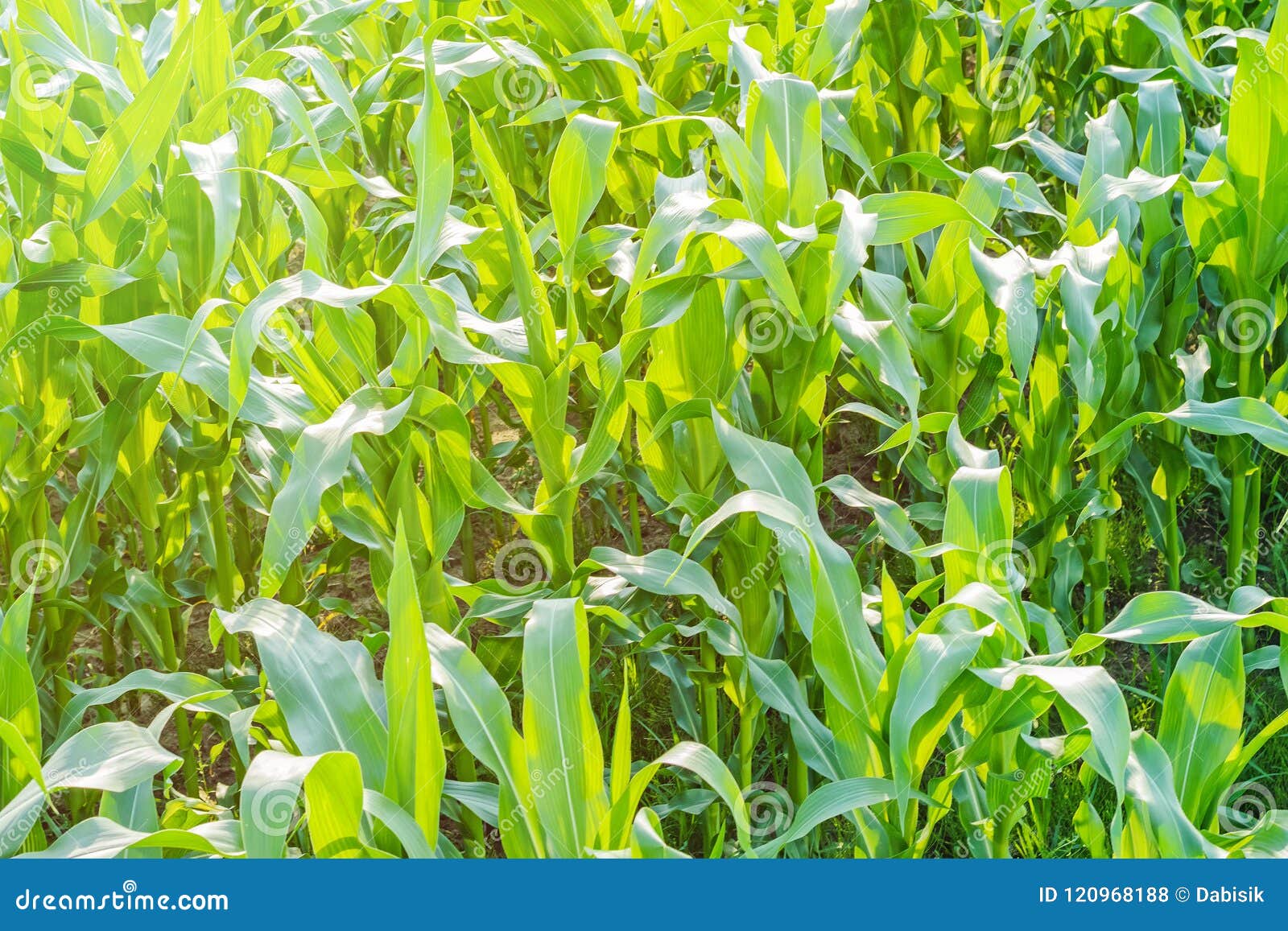 Corn field with sun rays stock photo. Image of land - 120968188