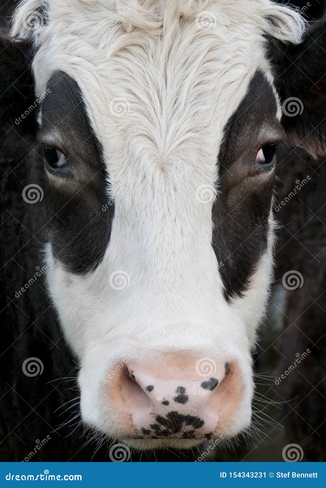 A Close Up Photo of a Cows Face in a Herd Stock Image - Image of furry ...