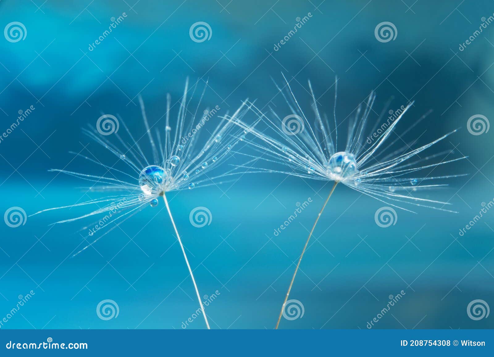 Close-up Photo of Dandelion with Drops Stock Photo - Image of abstract ...