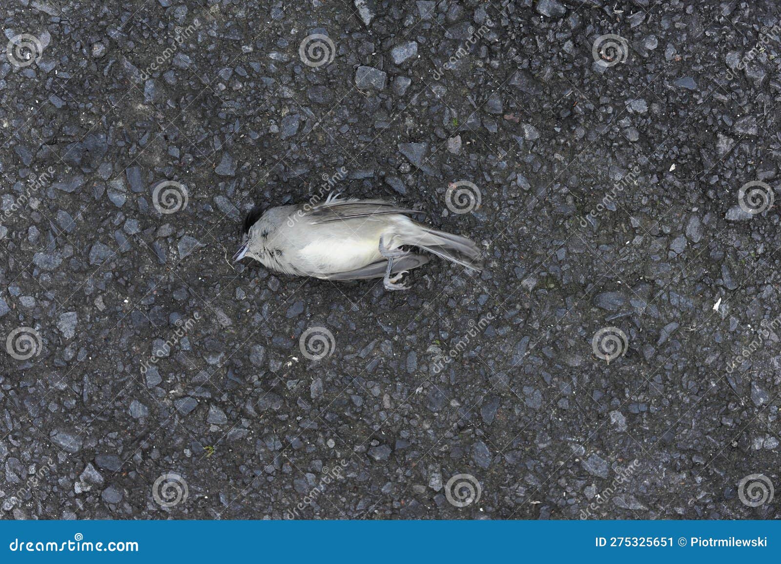 Close-up Photo of Dead Bird Corpse and Carcass on the Road Stock Image ...