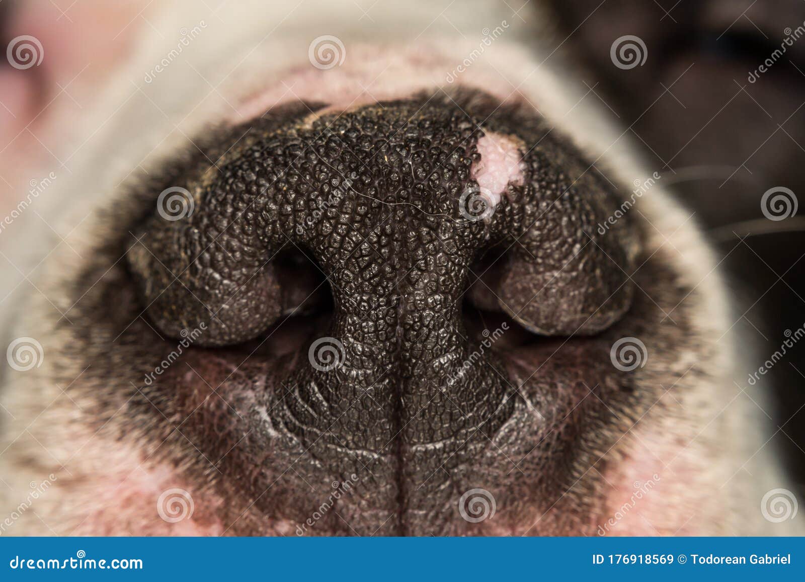Close-up Photo of a Dog Nose Stock Image - Image of anatomy, white ...