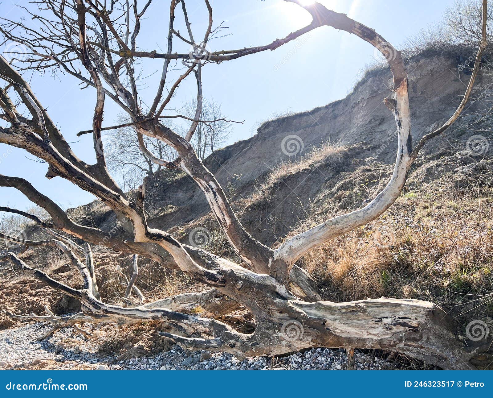 Close Up Photo of Dry Beautiful Old Tree Stock Image - Image of ...
