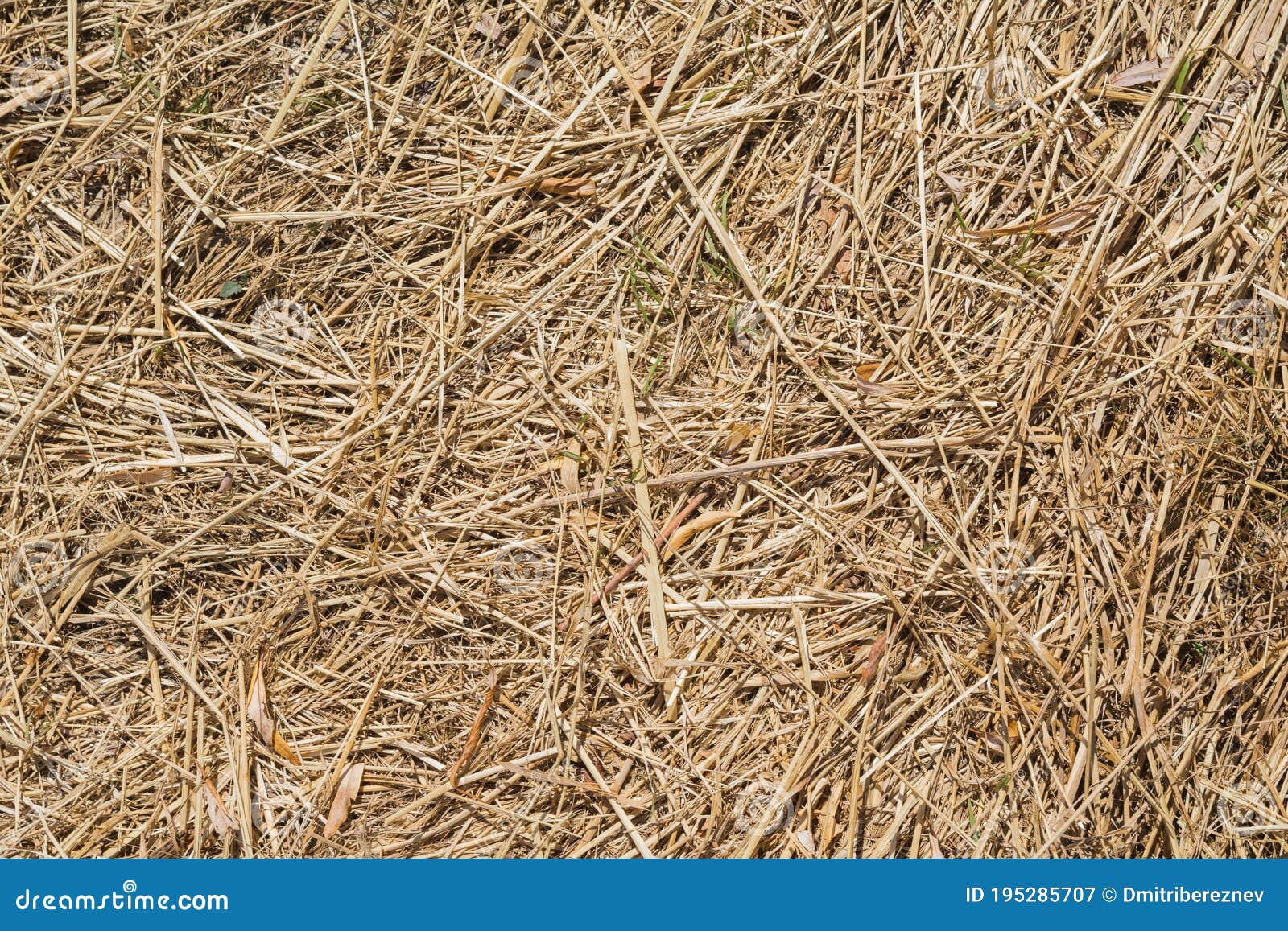 Close Up Photo of Dry Straw. Pattern of Straw for the Design Stock ...
