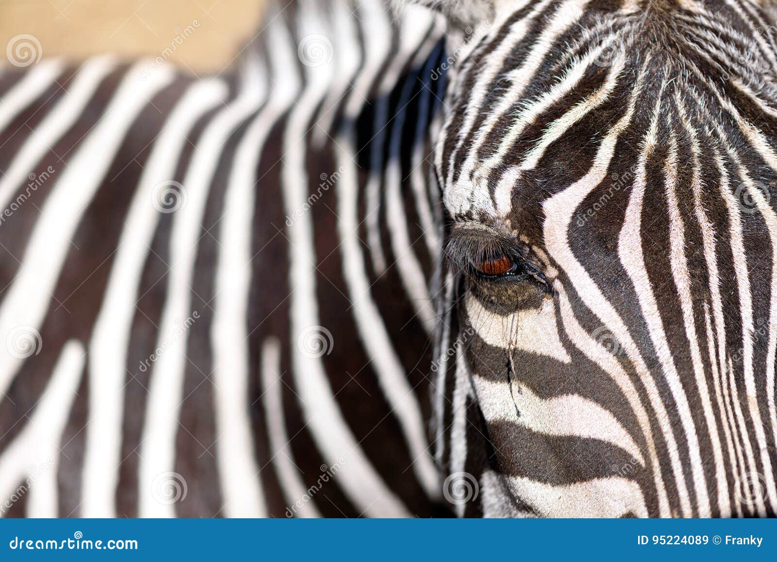 Close Up Photo of an Eye of a Zebra. Stock Image - Image of mammal ...