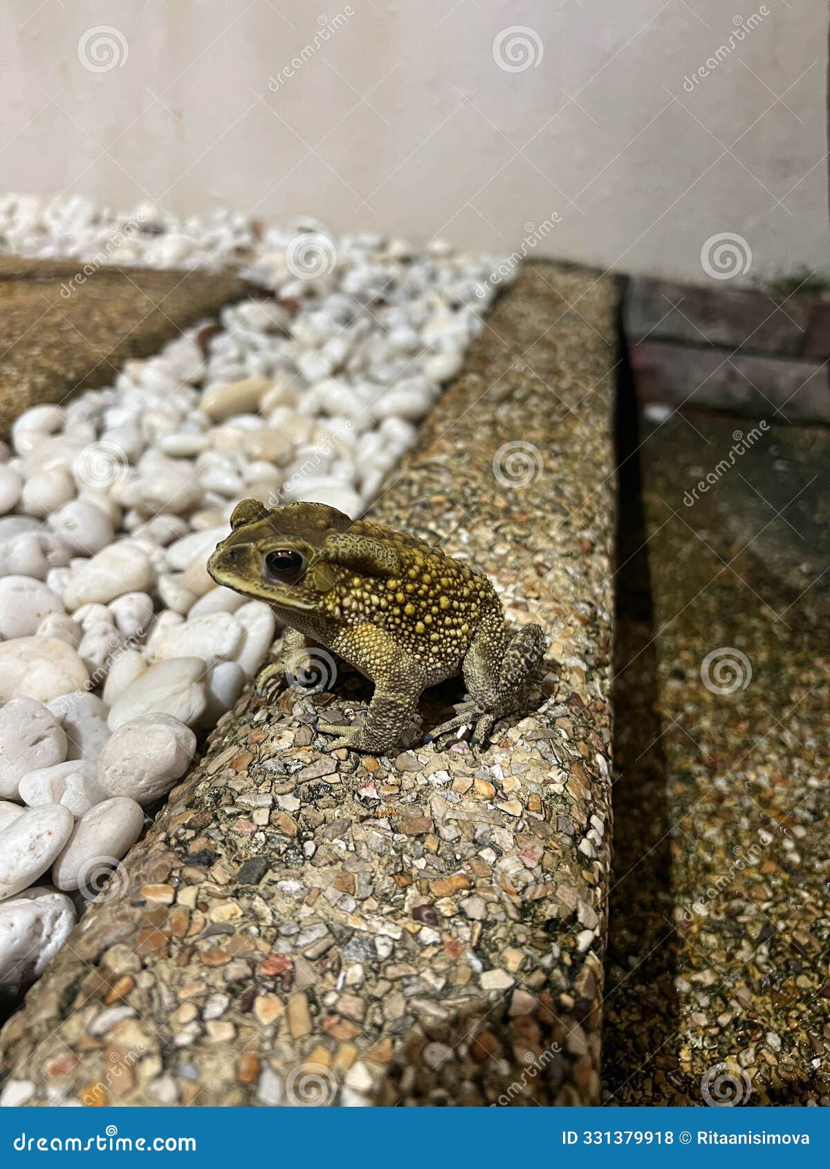 This Close-up Photo Features a Toad Resting on a Textured, Pebble ...