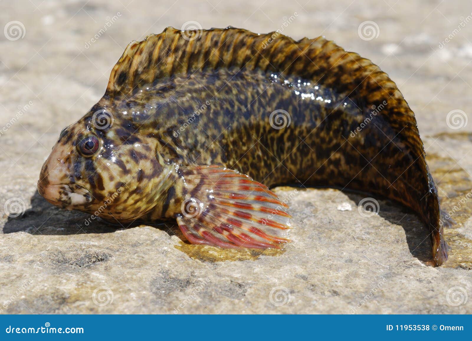 Close-up photo of fish stock photo. Image of tail, spot - 11953538