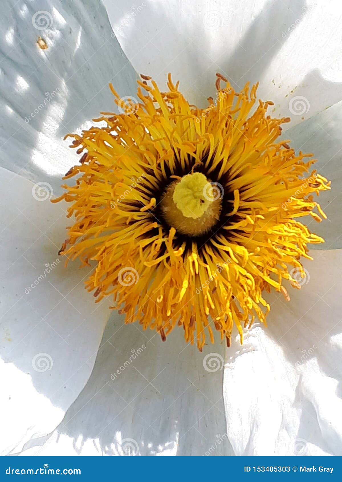 The Centre of a Flower stock image. Image of white, petals - 153405303