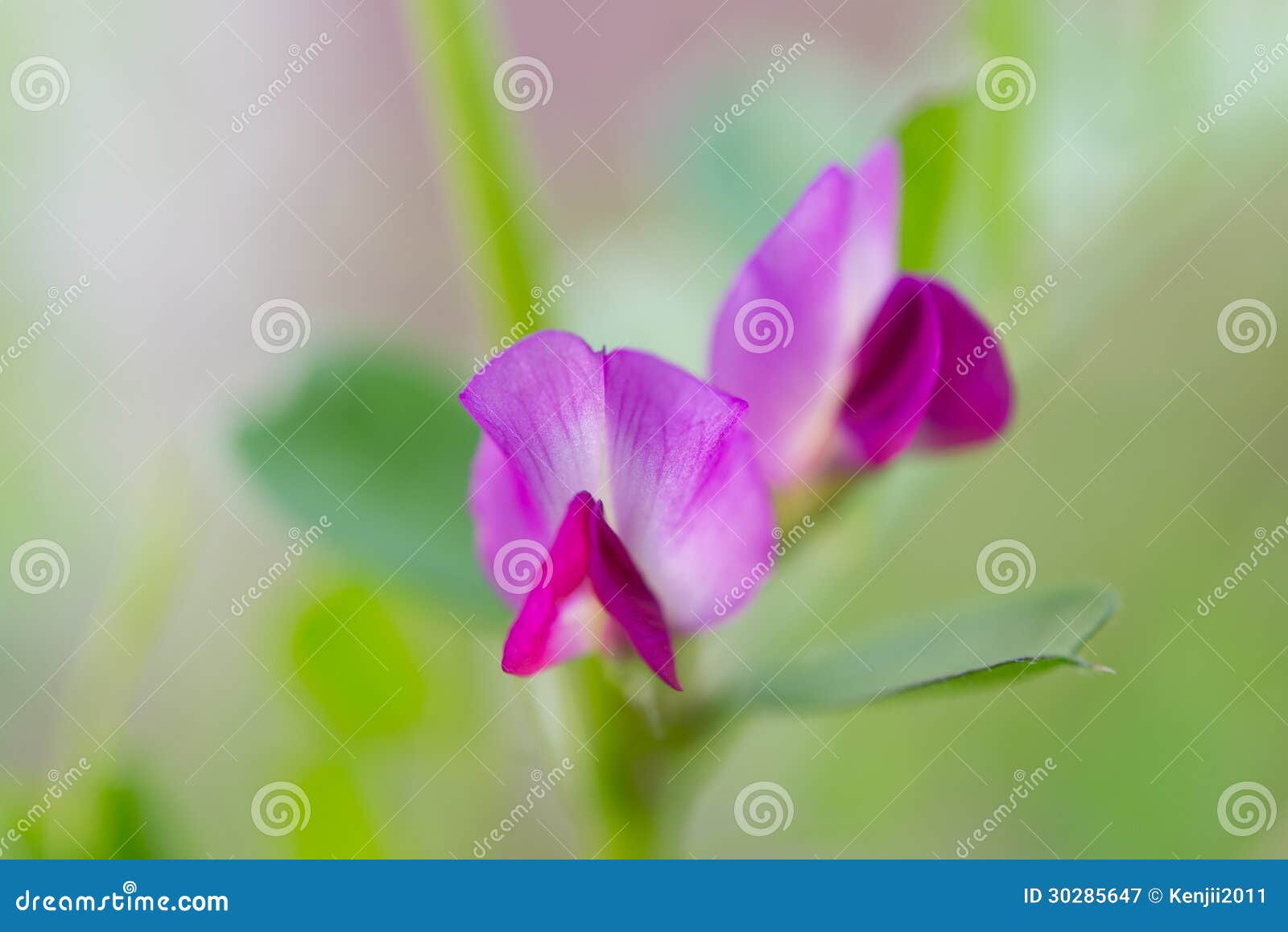 Flower of vetch stock image. Image of natural, field - 30285647