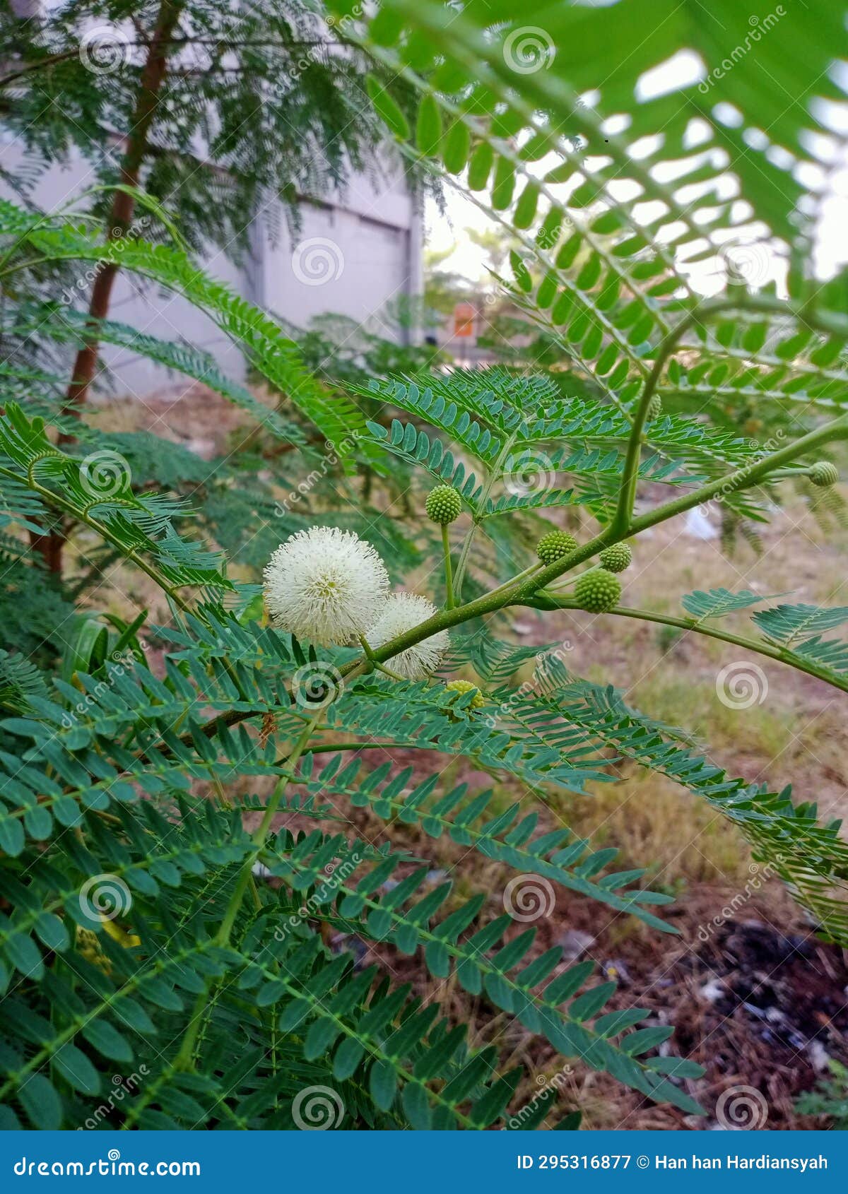Close-up Photo of Flowers from a Pete Tree Stock Image - Image of ...