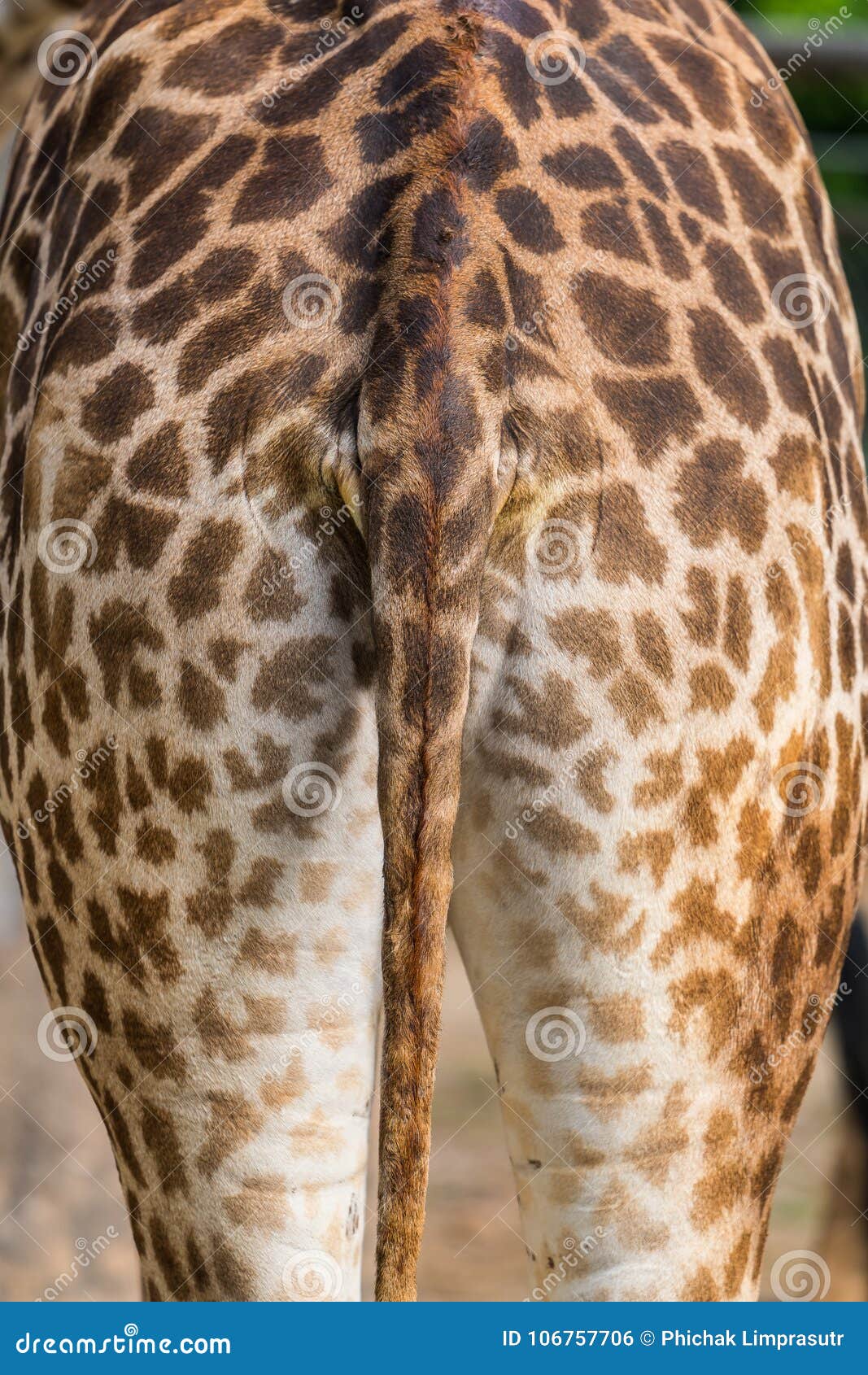 Close Up Photo of Giraffe`s Buttock Stock Photo - Image of mammal ...