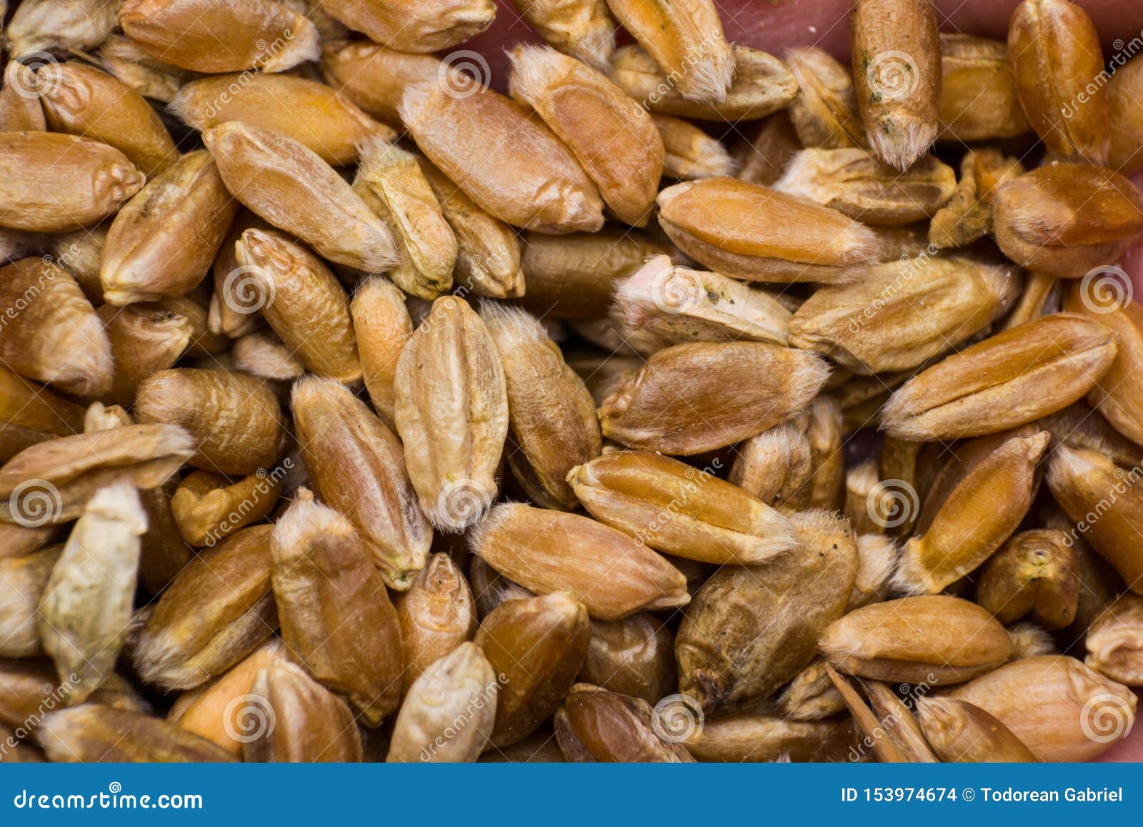 Close-up Photo of Grain Wheat Stock Photo - Image of seed, cereal ...