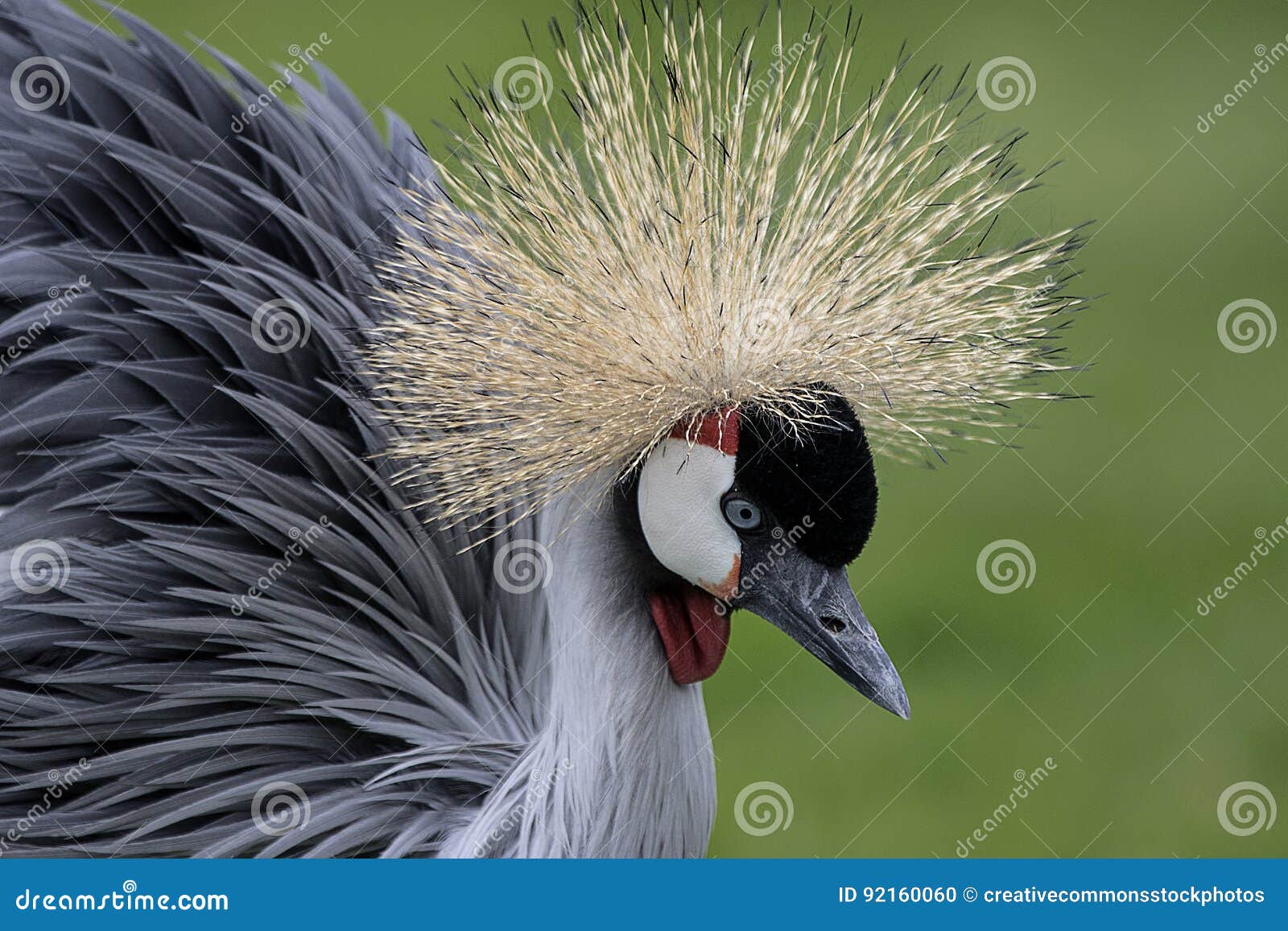 Close Up Photo Of Gray And Black Bird Picture. Image: 92160060