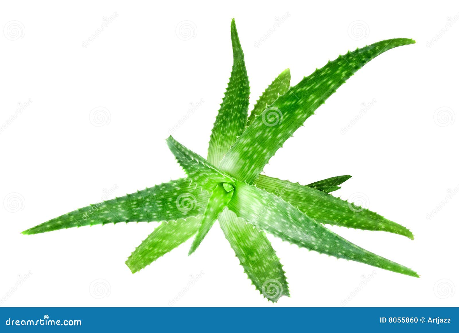 Close-up Photo of Green Aloe Vera Stock Photo - Image of close, aloe ...