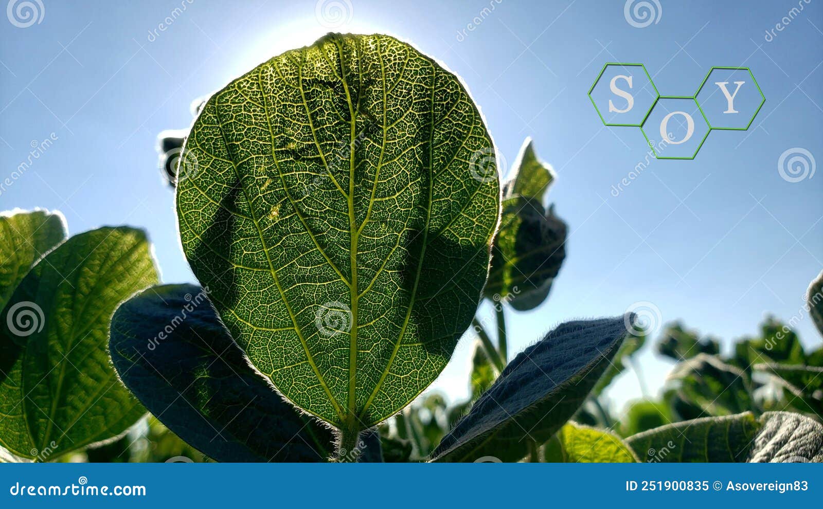 Close Up Photo of a Green Soybean Leaf. Soy Stock Image - Image of ...