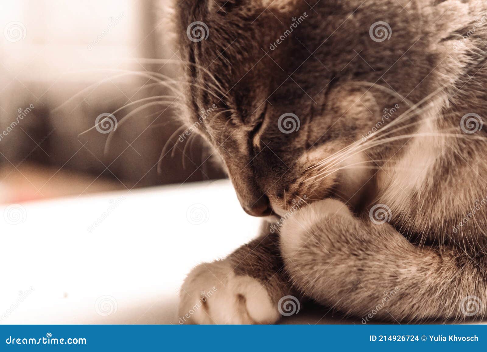 Close Up Photo of Grey Cat Washing His Paws. Stock Photo - Image of ...