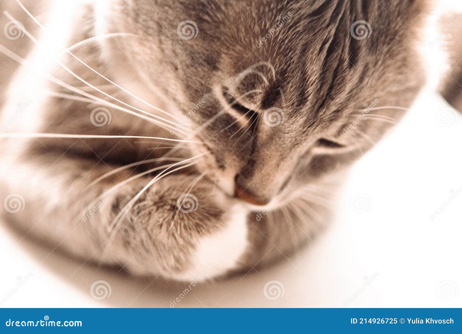 Close Up Photo of Grey Cat Washing His Paws. Stock Image - Image of ...