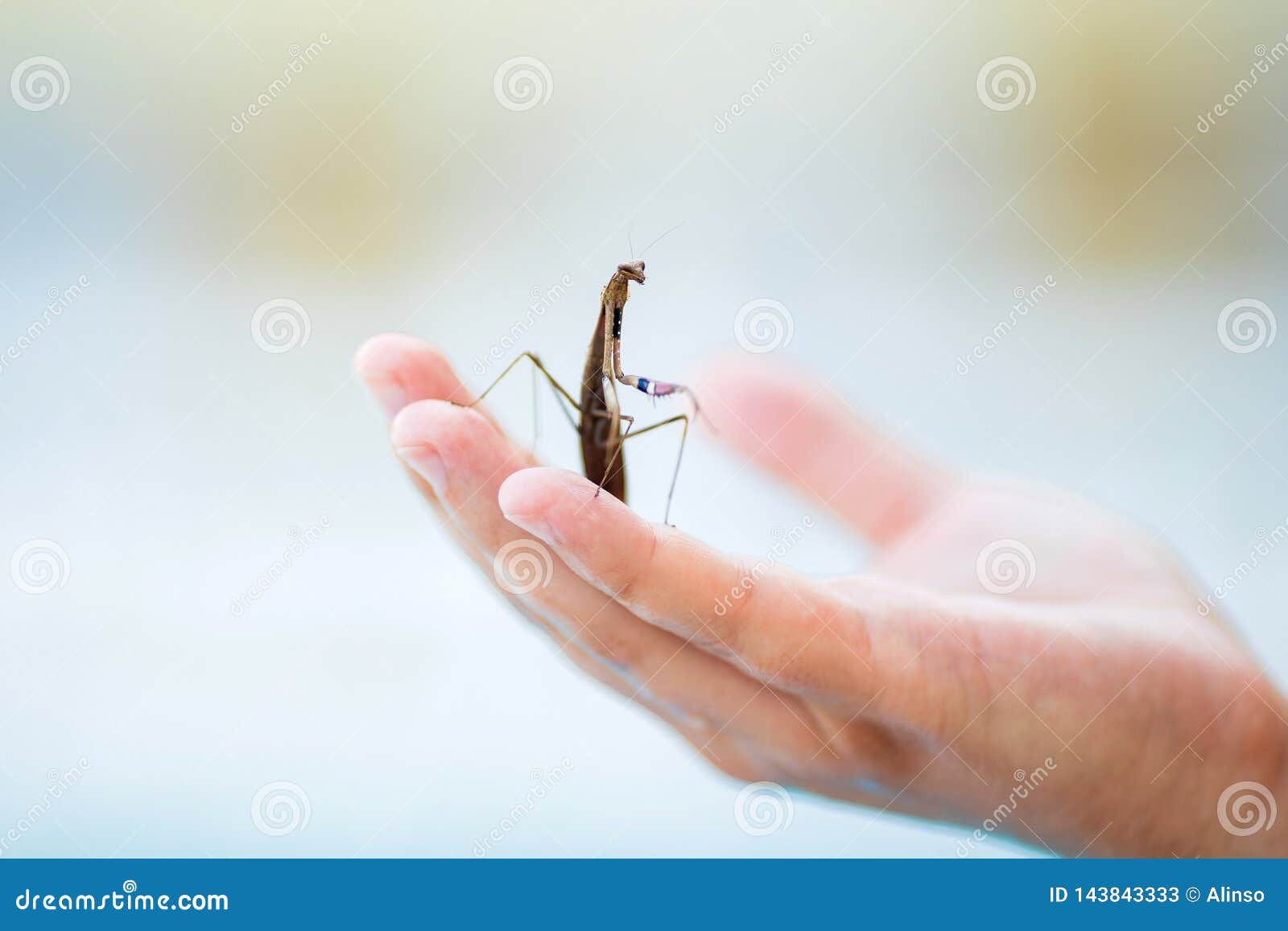 Close-up Photo of Grey Mantis at Man`s Hand Stock Image - Image of ...