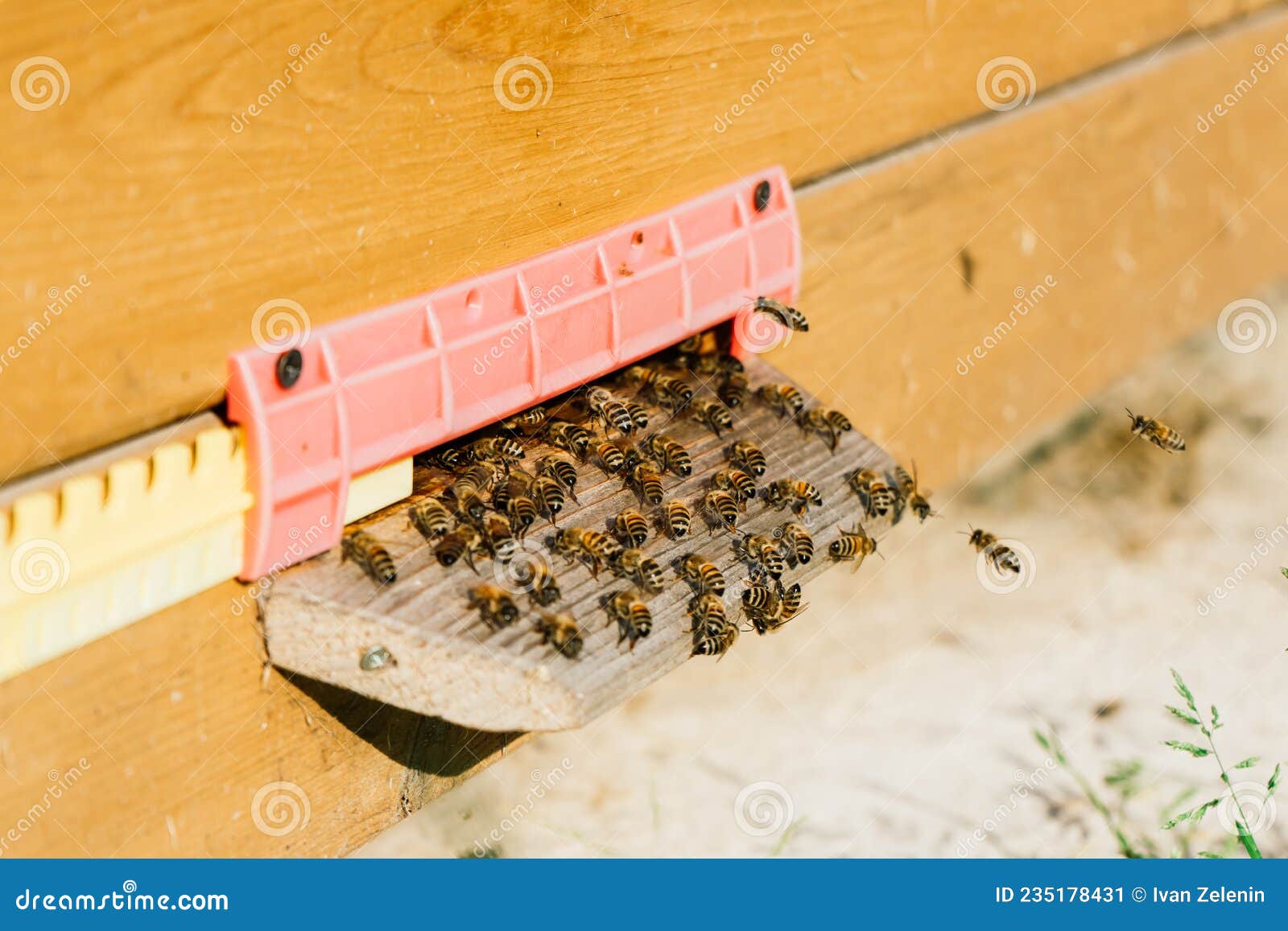 Close Up Photo of the Hive and the Bees Stock Image - Image of honey ...