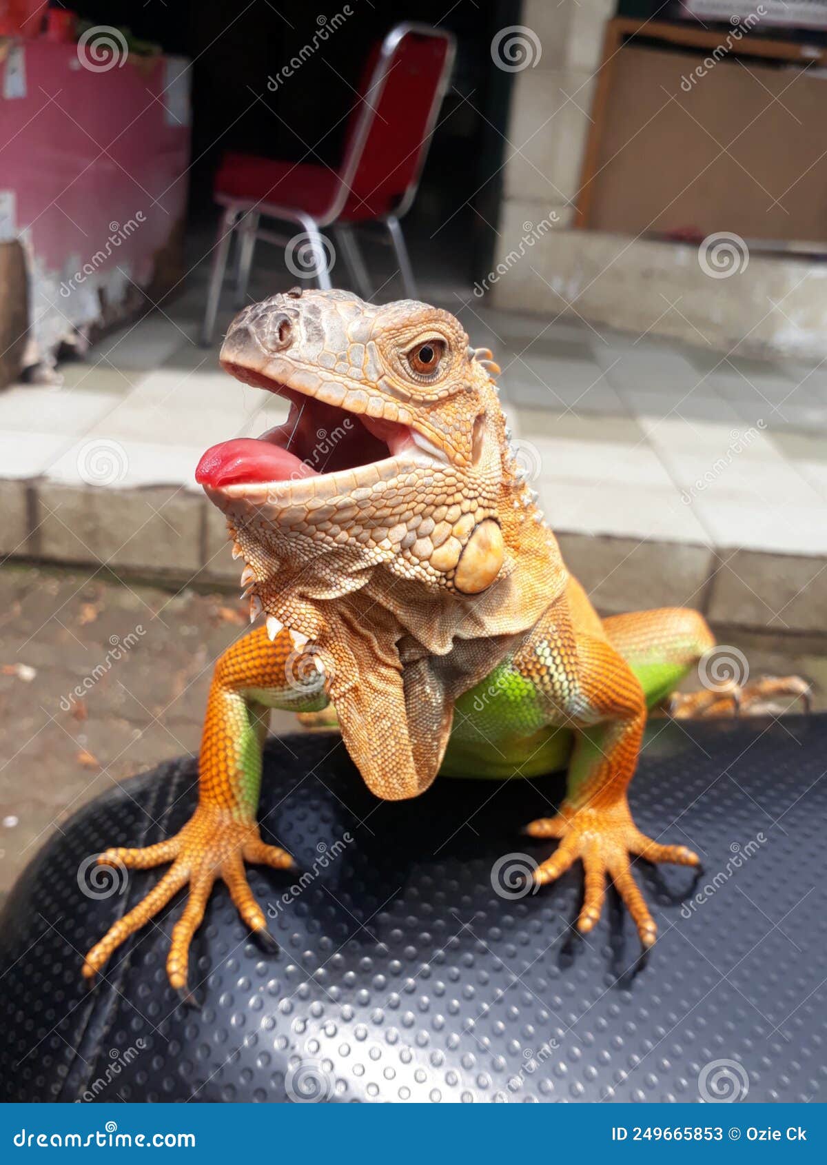 Close Up Photo of Iguana with Cute Smiling Expression on Box Stock ...