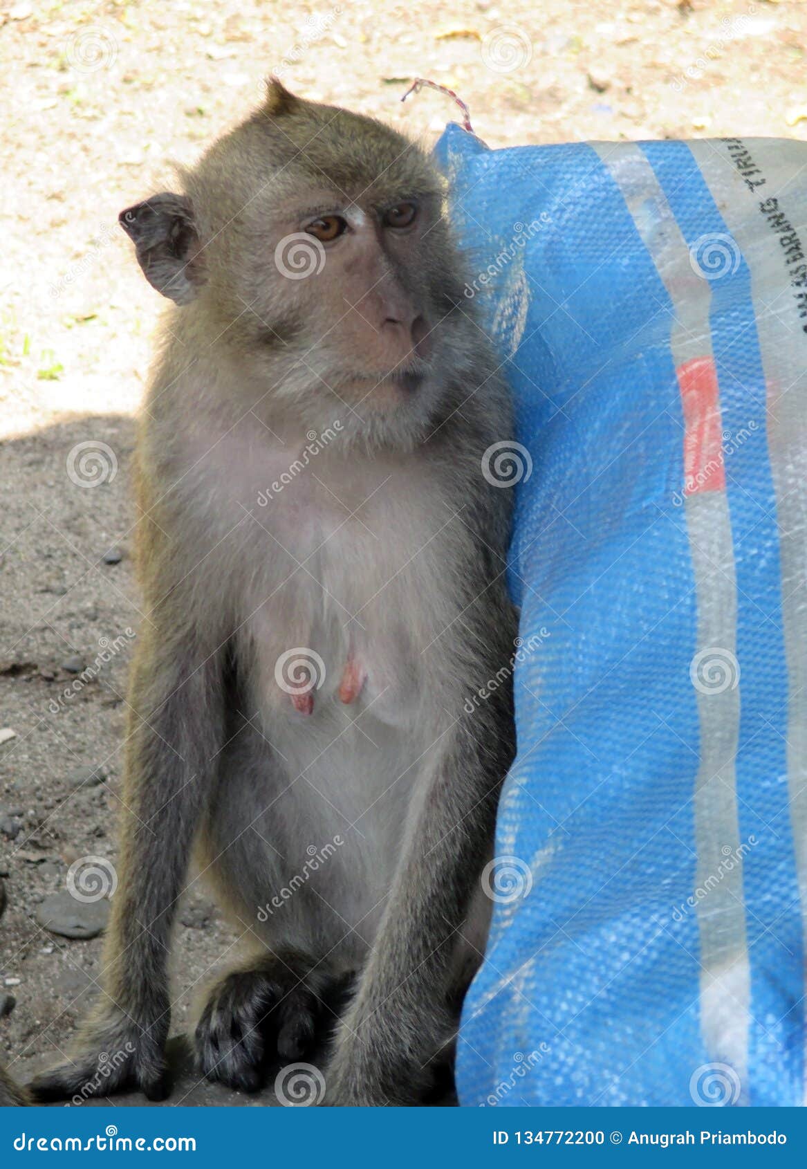 Close Up Photo of Indonesian Monkey Stock Photo - Image of sack, monkey ...