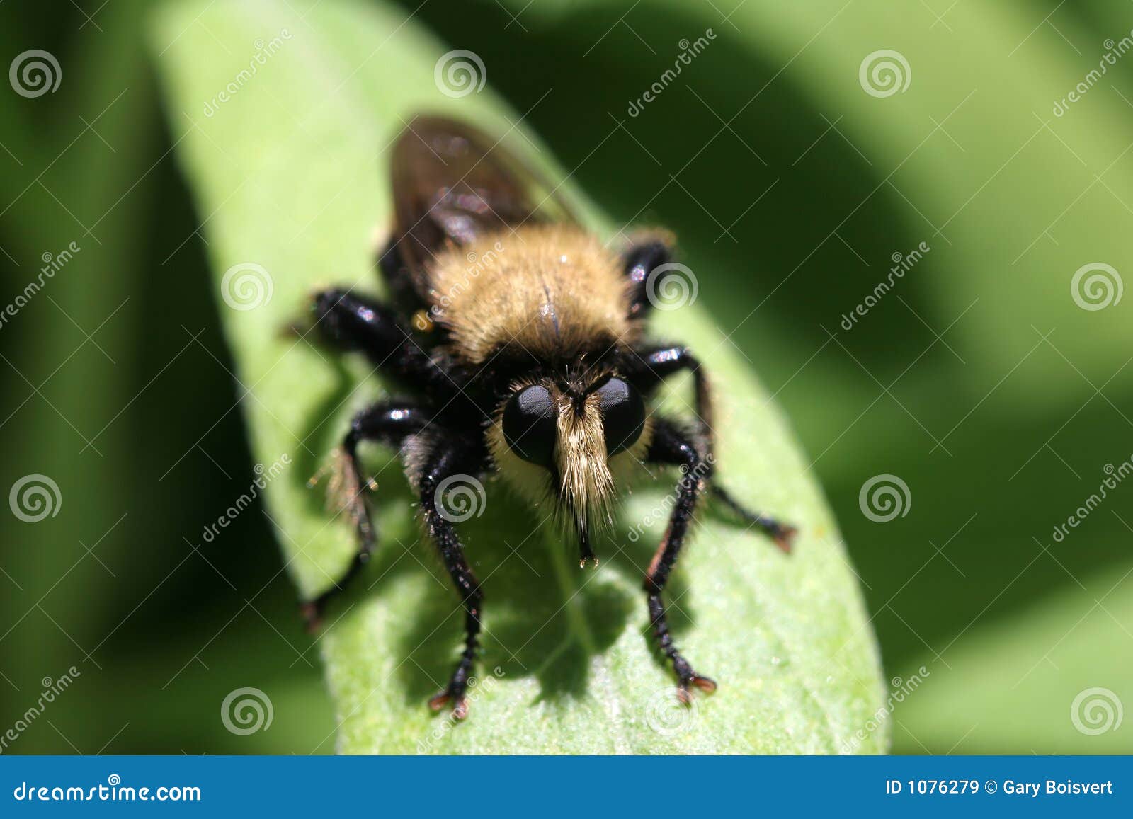 Close-up Photo of an Insect, Robber Fly Stock Image - Image of scary ...