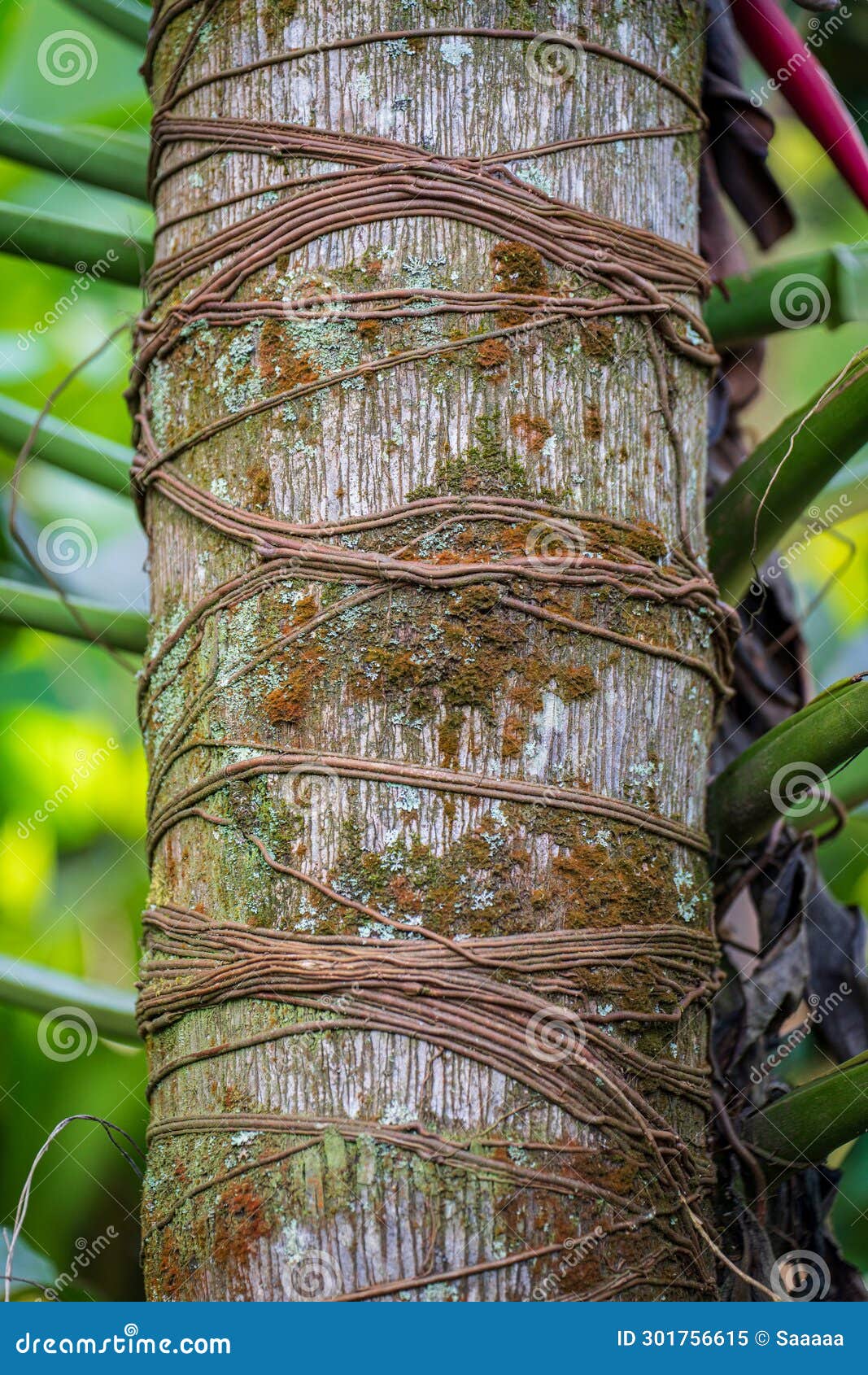 Tree Bound By Shimenawa Rope Of Japanese Shinto Stock Image ...
