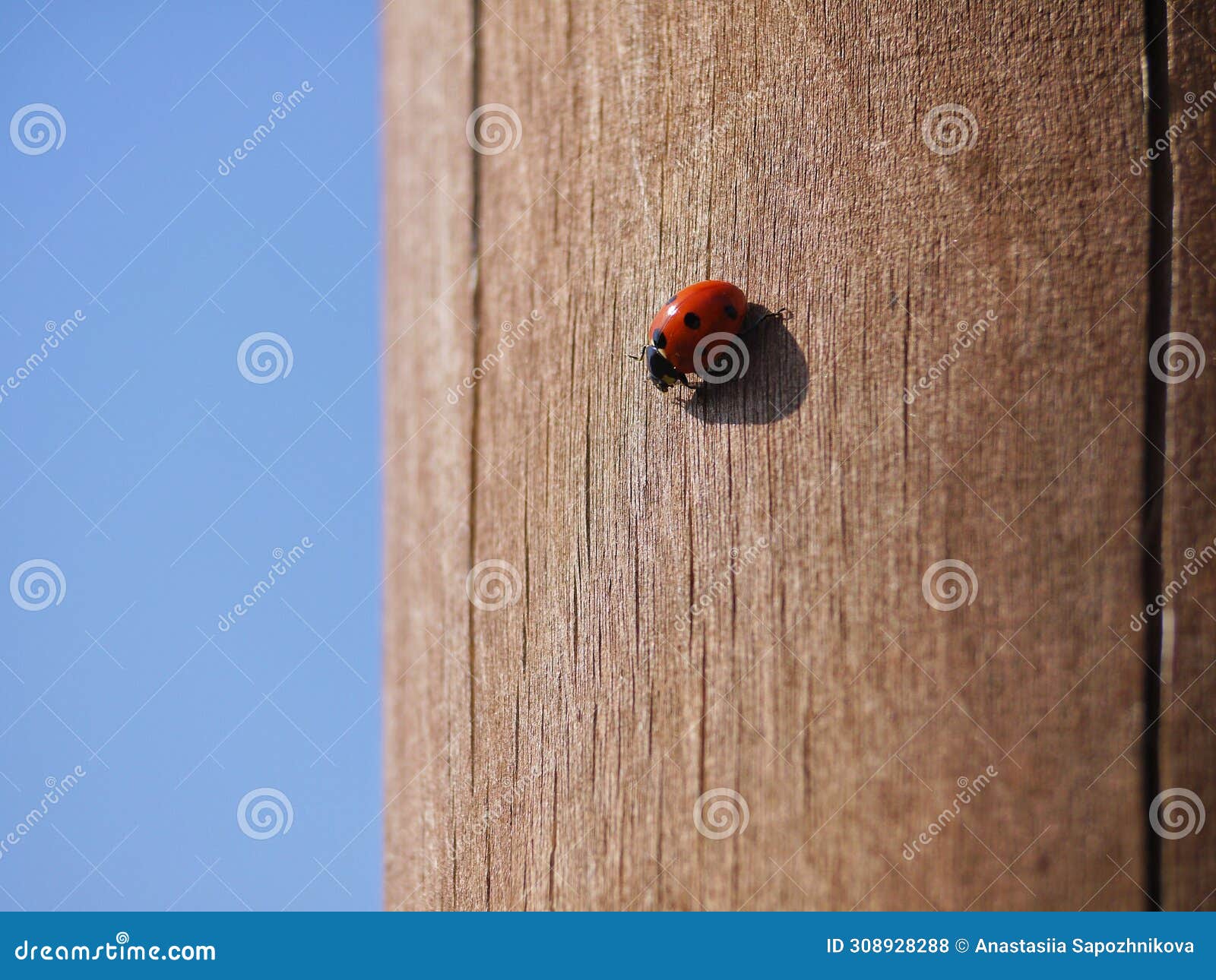 Close Up Photo of a Ladybug on a Tree Bark Stock Photo - Image of macro ...