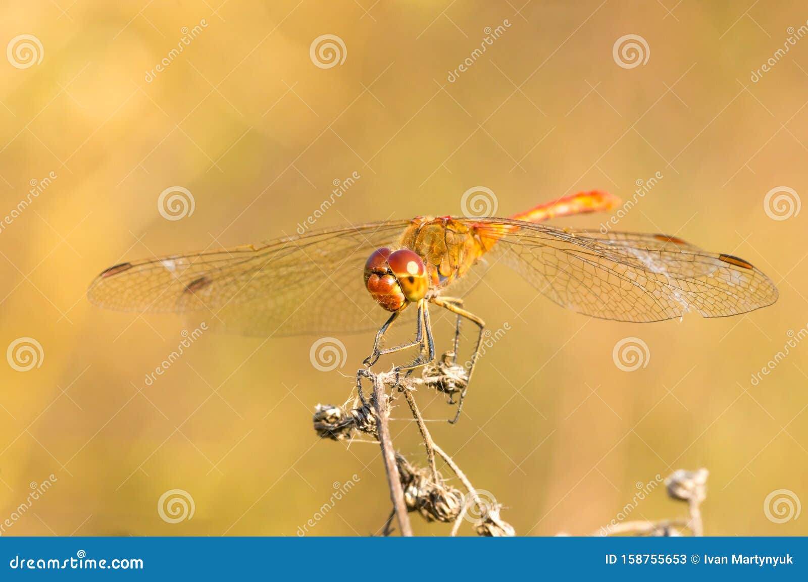 Large Dragonfly Sits on a Dry Grass Stock Image - Image of large, side ...