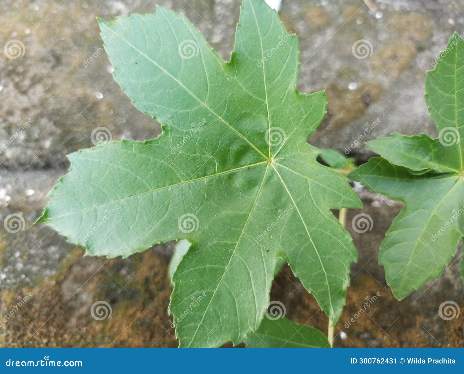 Close Up Photo of the Leaf Bone Structure Stock Image - Image of leaf ...