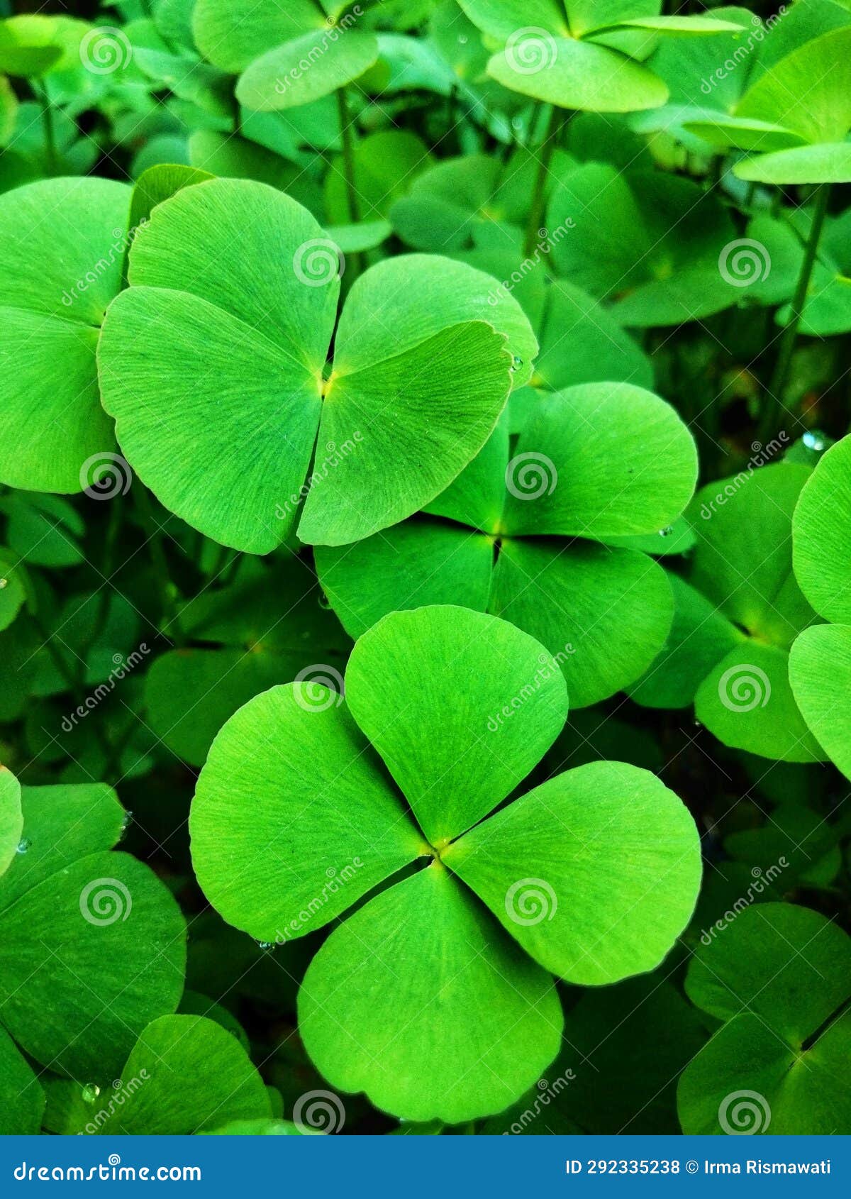 Close Up Photo of 4 Leaf Clover Stock Photo - Image of nature, green ...