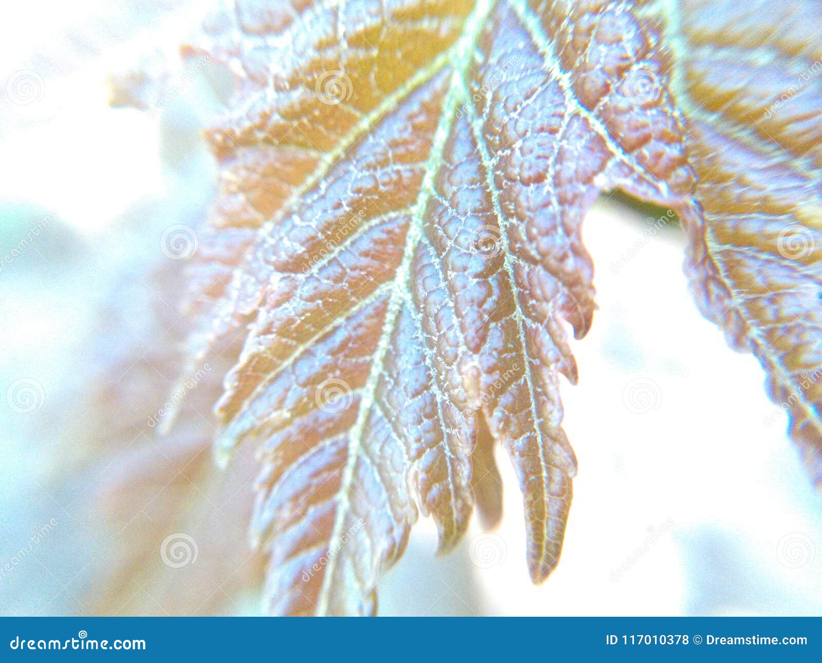 Leafing out 3 stock photo. Image of spring, leafing - 117010378