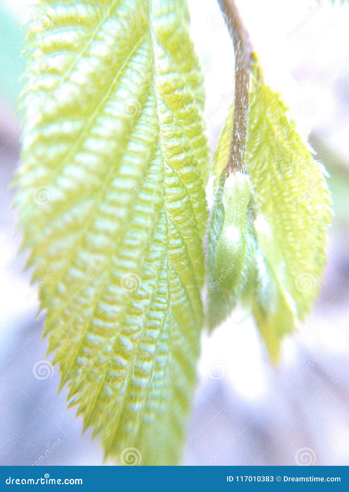 Leafing out 5 stock image. Image of leafing, spring - 117010383